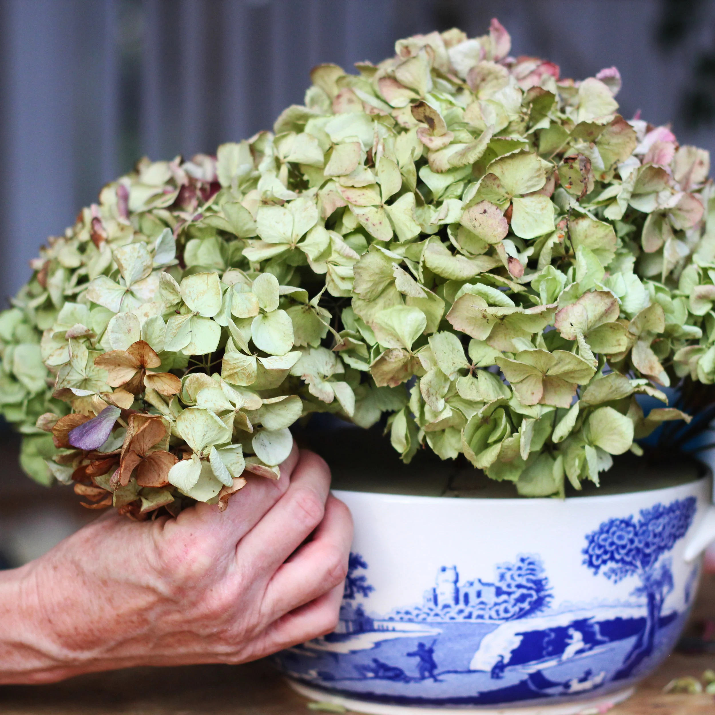 Dried Hydrangeas in Blue Italian Spode — floristinyou