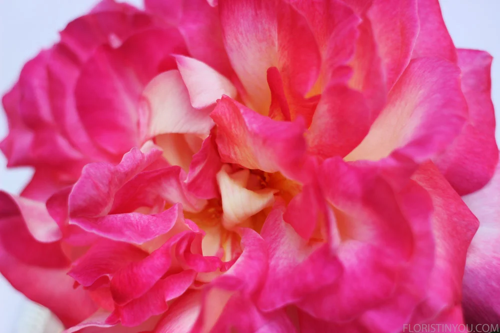 Breathtaking Single Rose Centerpiece — floristinyou