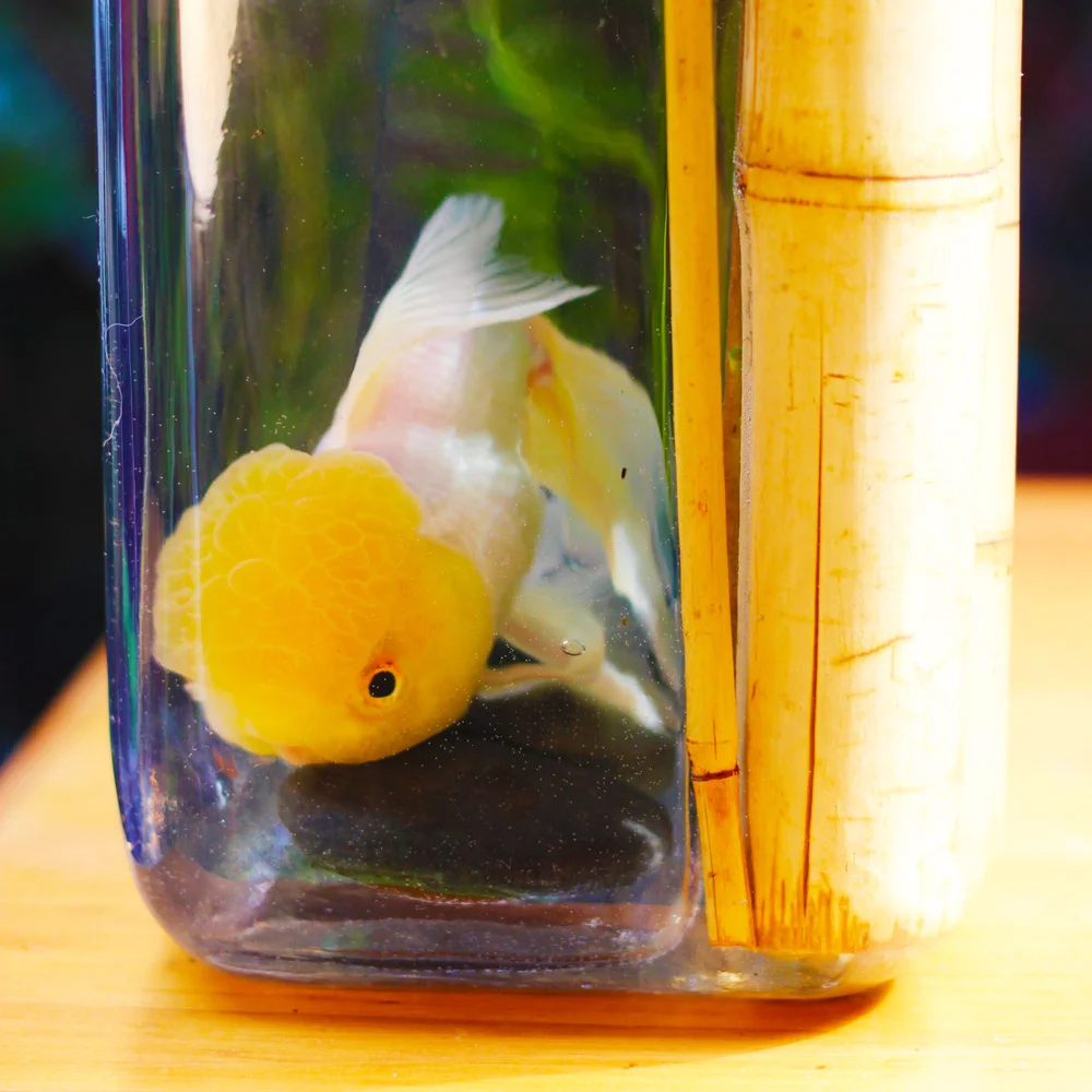 Fancy Goldfish in Exotic Arrangement — floristinyou