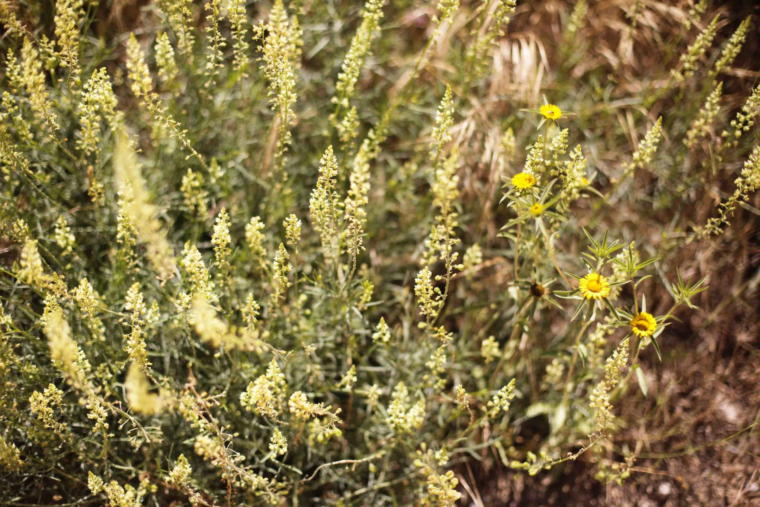 Aragon Wildflowers — The Craft Sessions