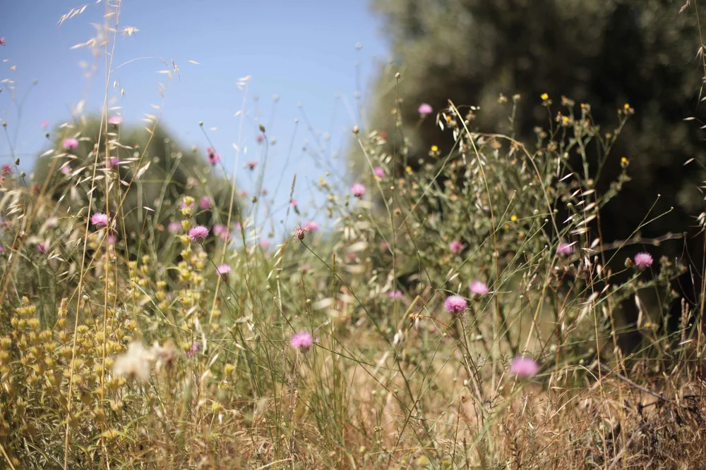 Aragon Wildflowers — The Craft Sessions