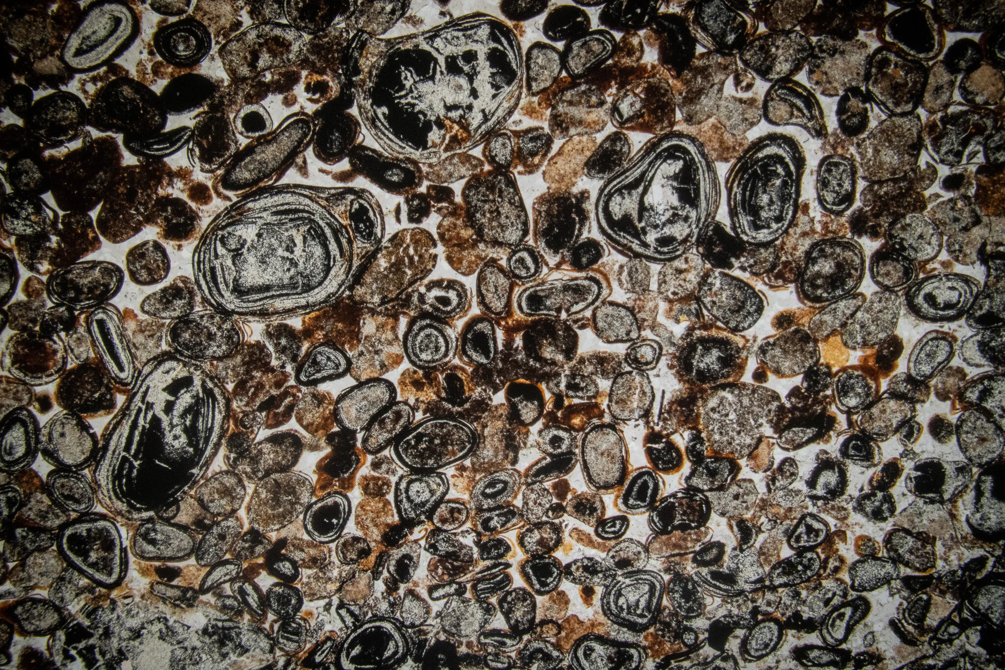 Spectrum Petrographics