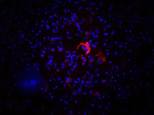 Home [www.bisi.umd.edu]