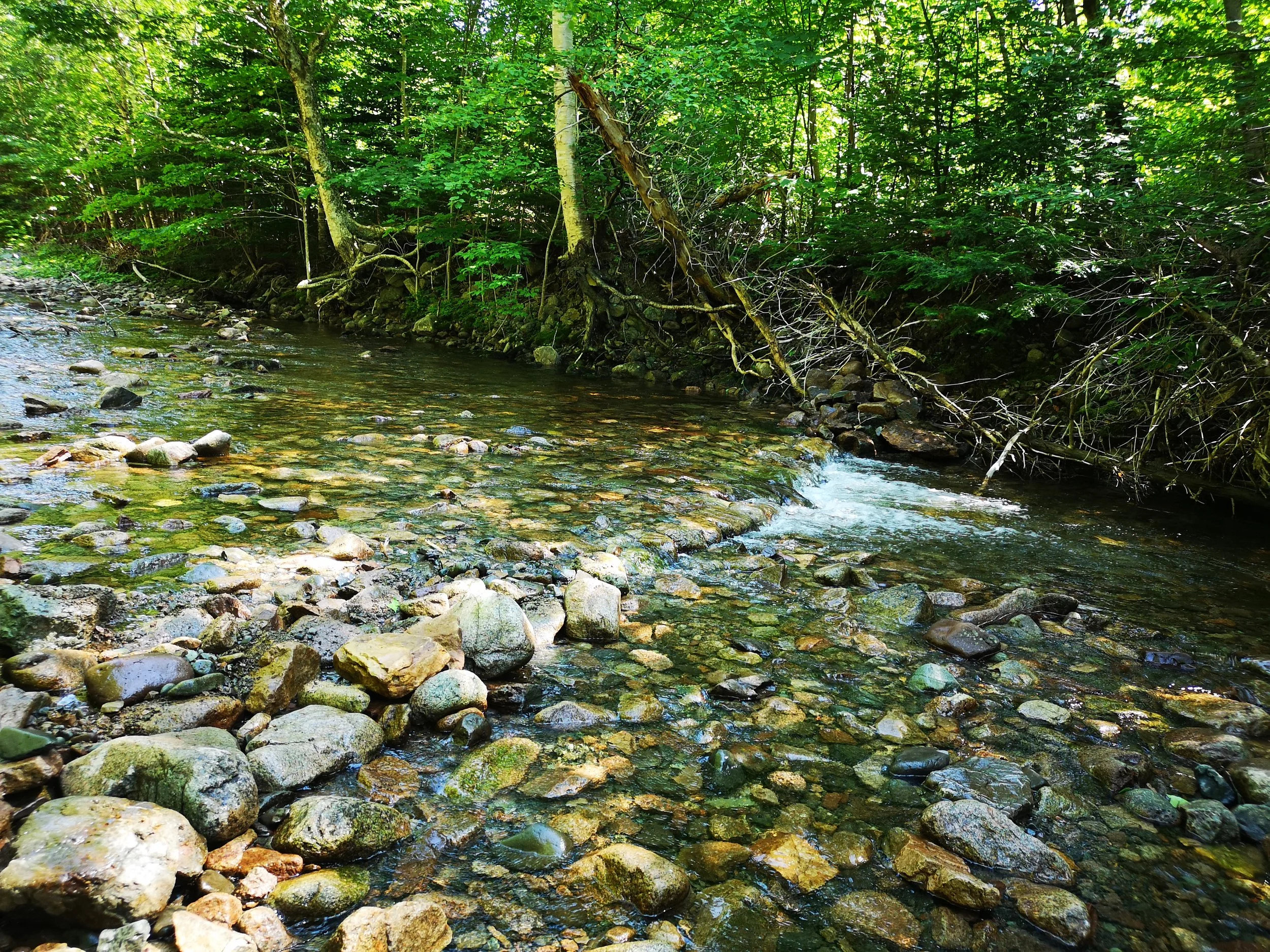 News — Cheticamp River Salmon Association / Association du saumon de la ...