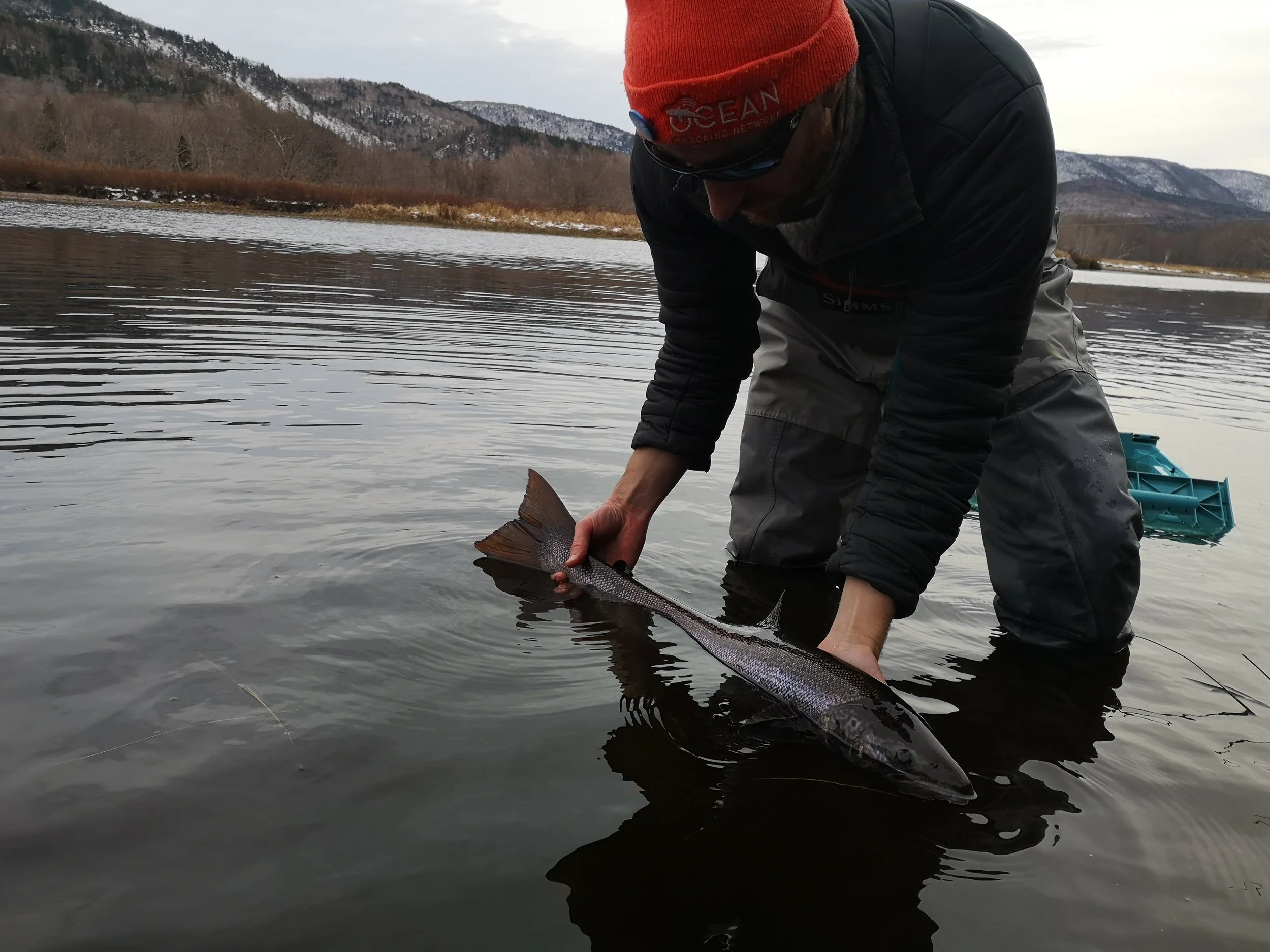 News — Cheticamp River Salmon Association / Association du saumon de la rivière Chéticamp