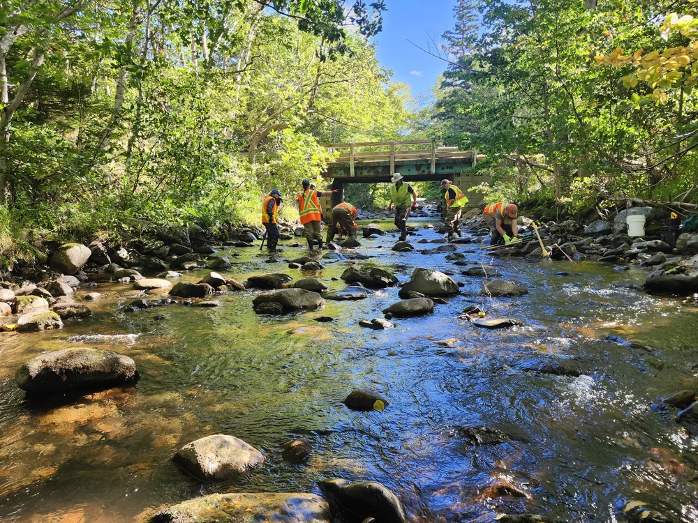 News — Cheticamp River Salmon Association / Association du saumon de la ...