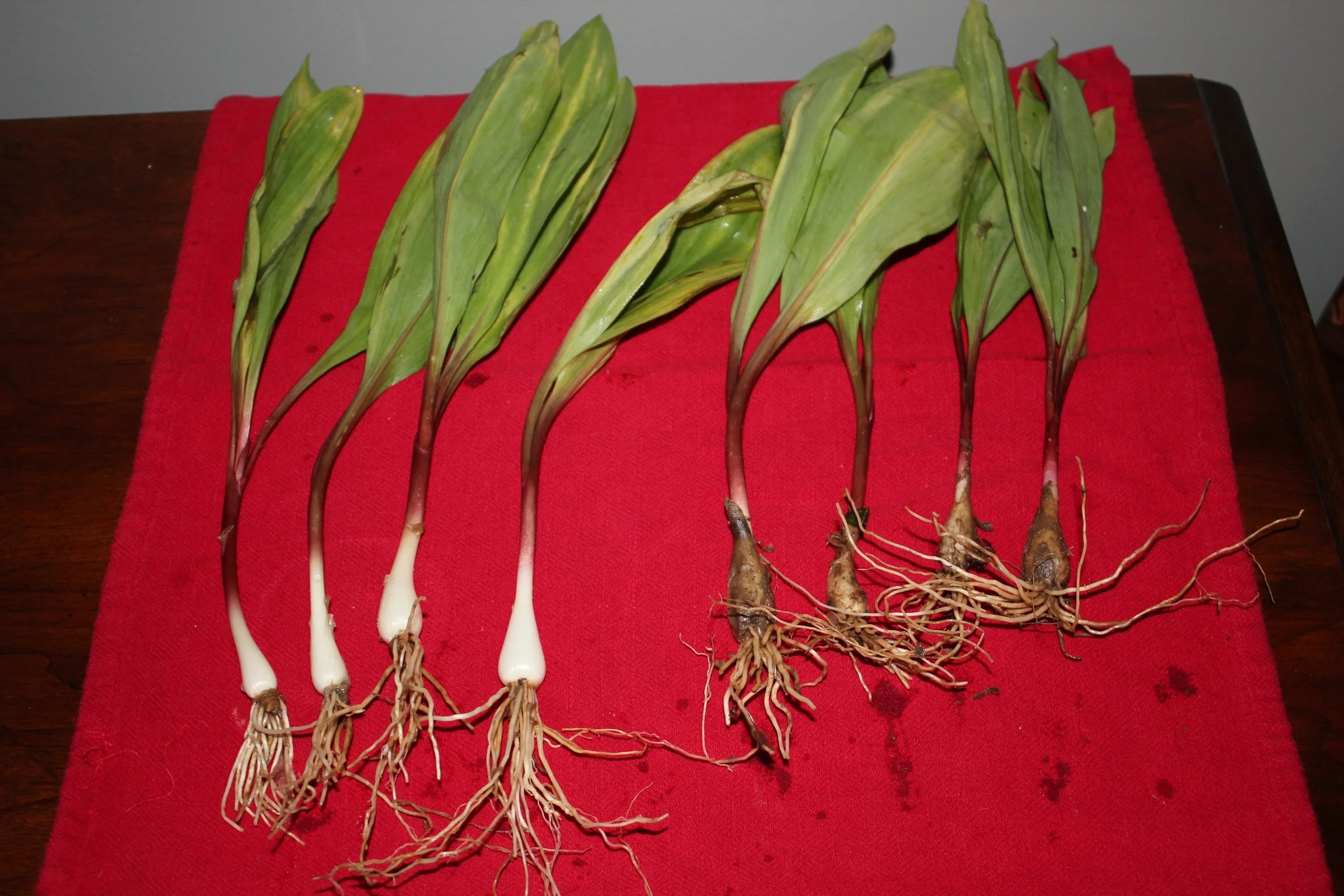 Edible Wild Plant Blog — EdibleWildPlants.com
