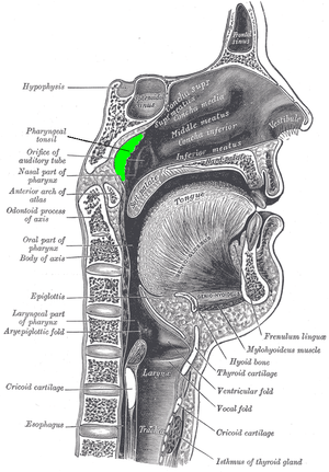 Adenoids and adenoidectomy — Mr Daniel Tweedie - Consultant Paediatric ...