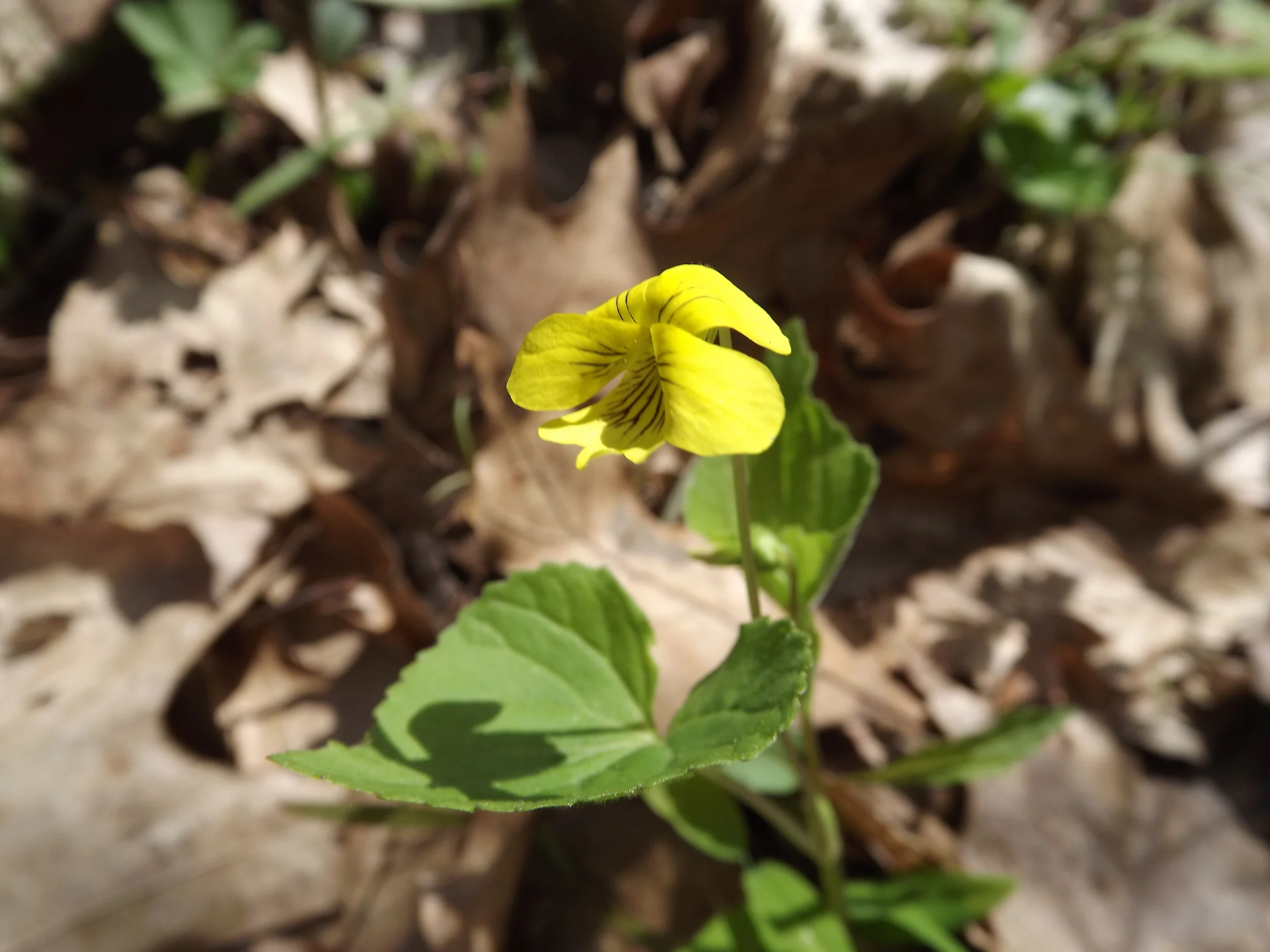 Muddy Creek Paddle on Lake Arthur — Natural Sewickley