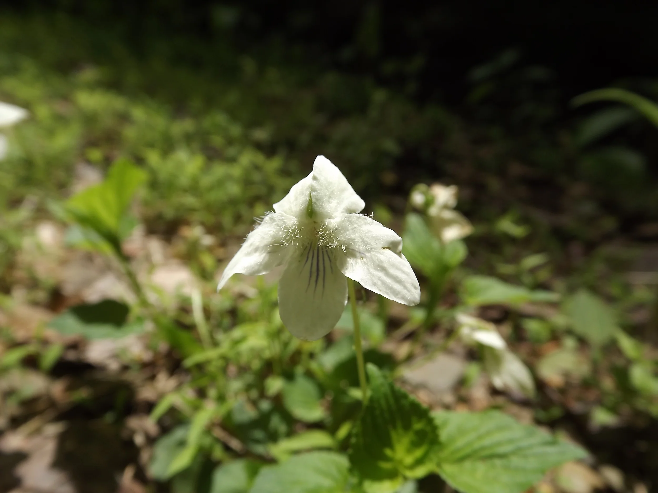 April Showers bring... — Natural Sewickley