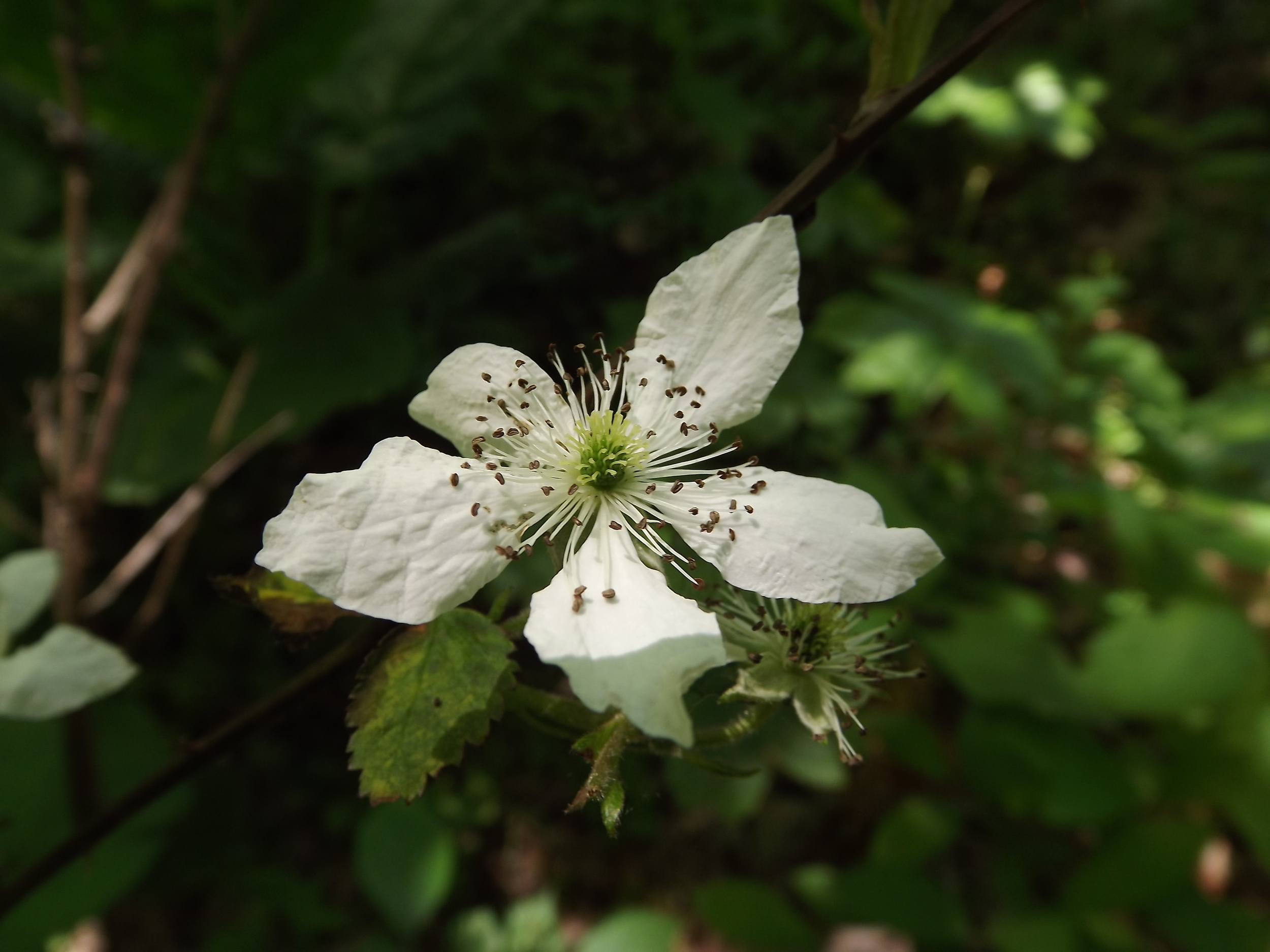 Late May and Early June Flowers — Natural Sewickley