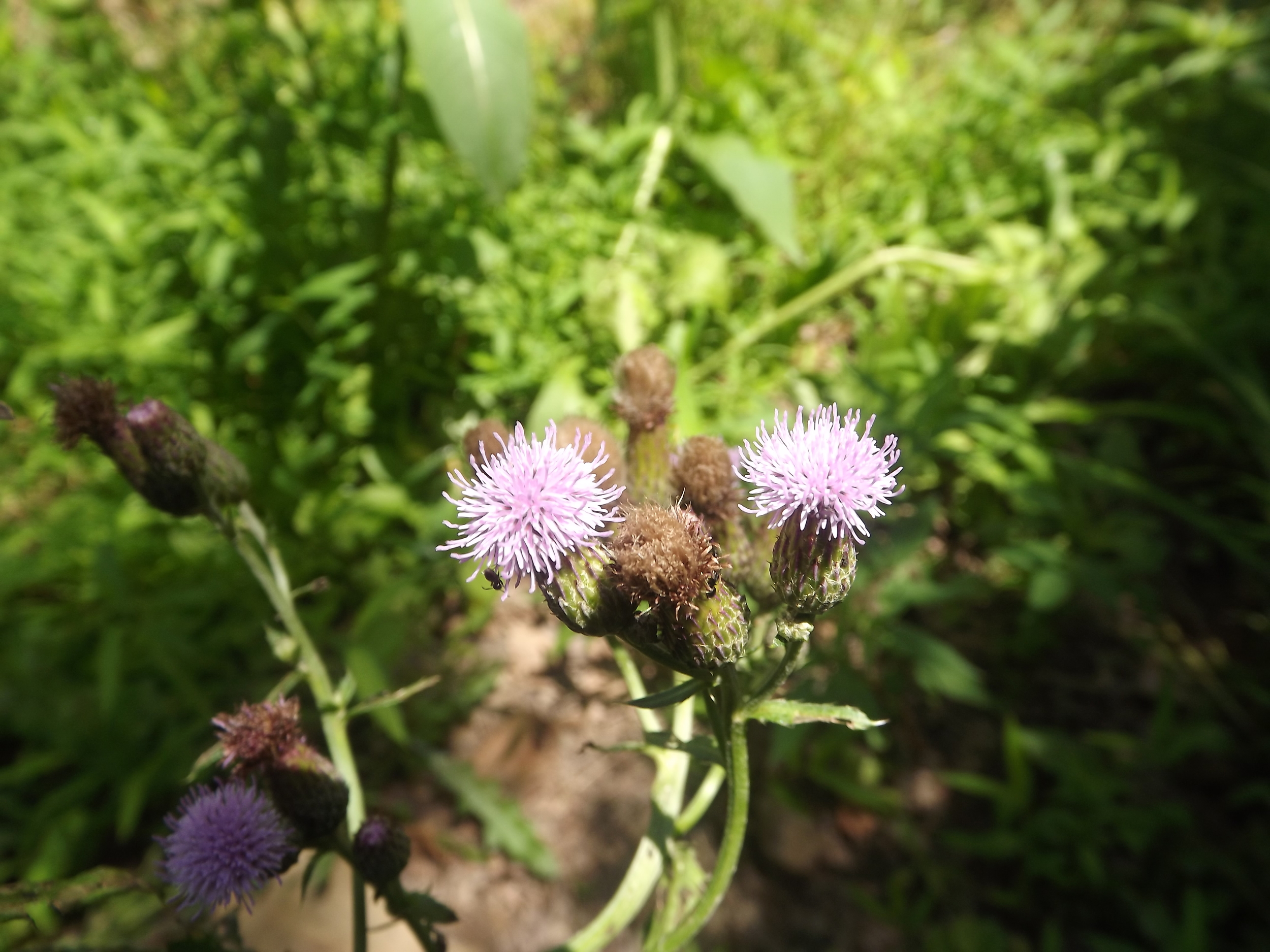 Not all who wander are lost... — Natural Sewickley