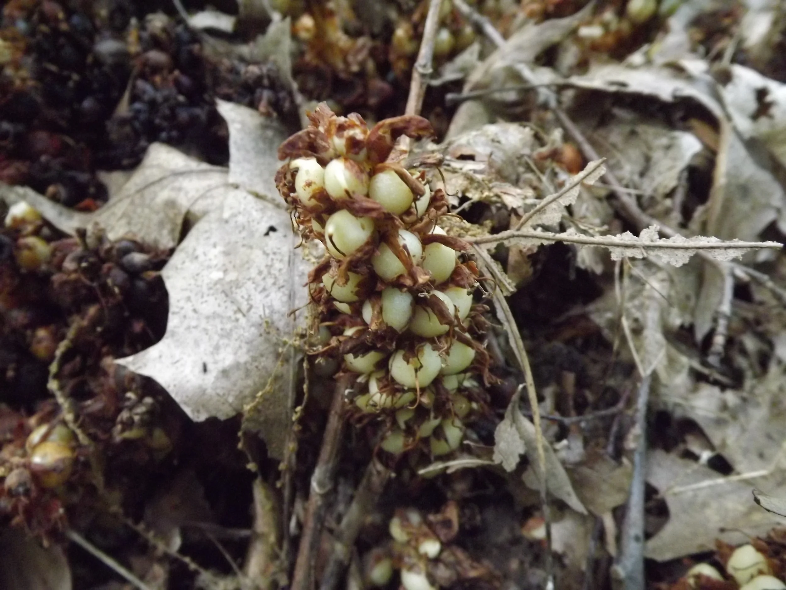 Squawroot, Indian Pipes, and a Great Spangled Fritillary — Natural ...
