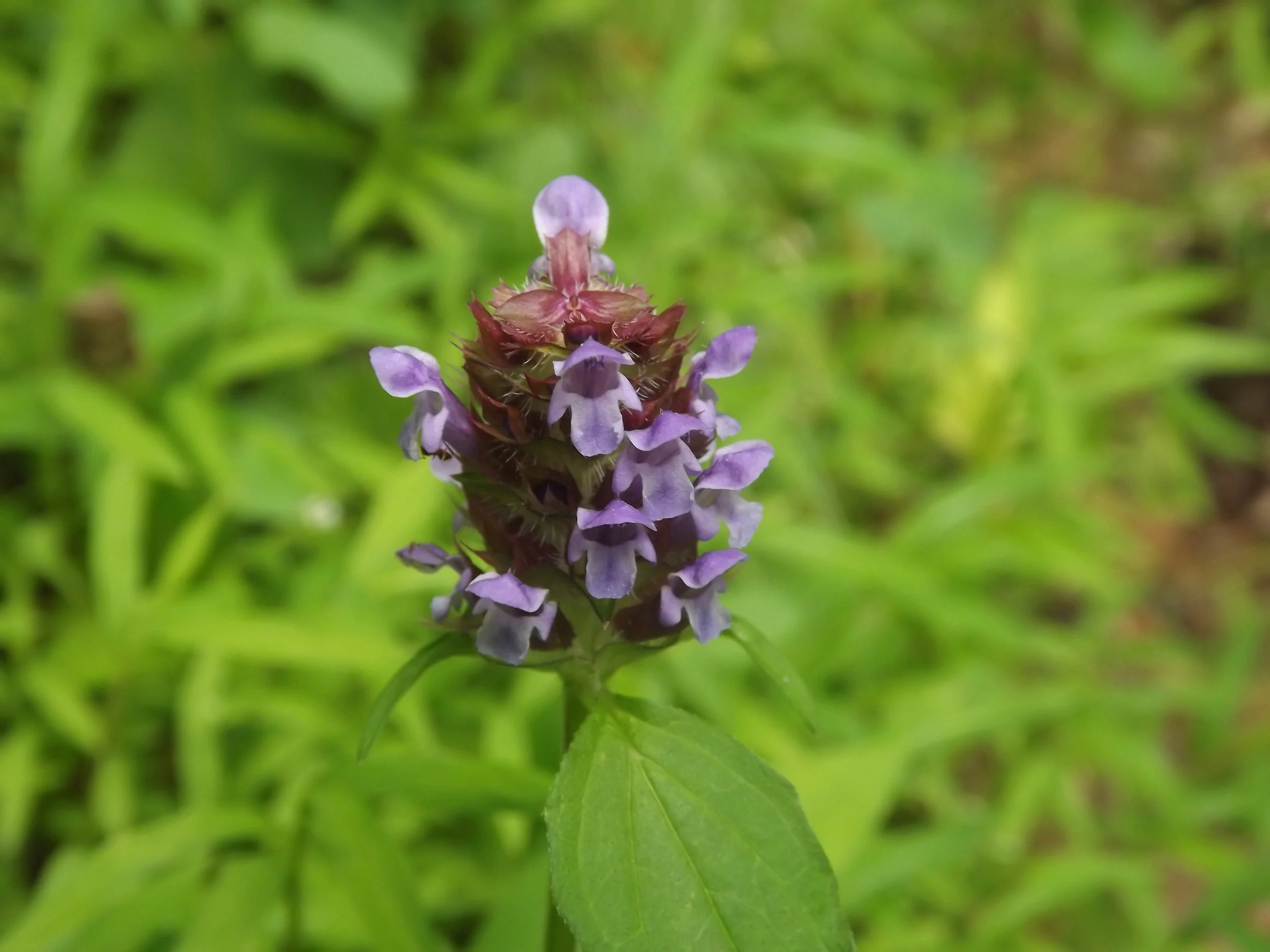 Slugs, Bugs, and Chicken of the Woods — Natural Sewickley