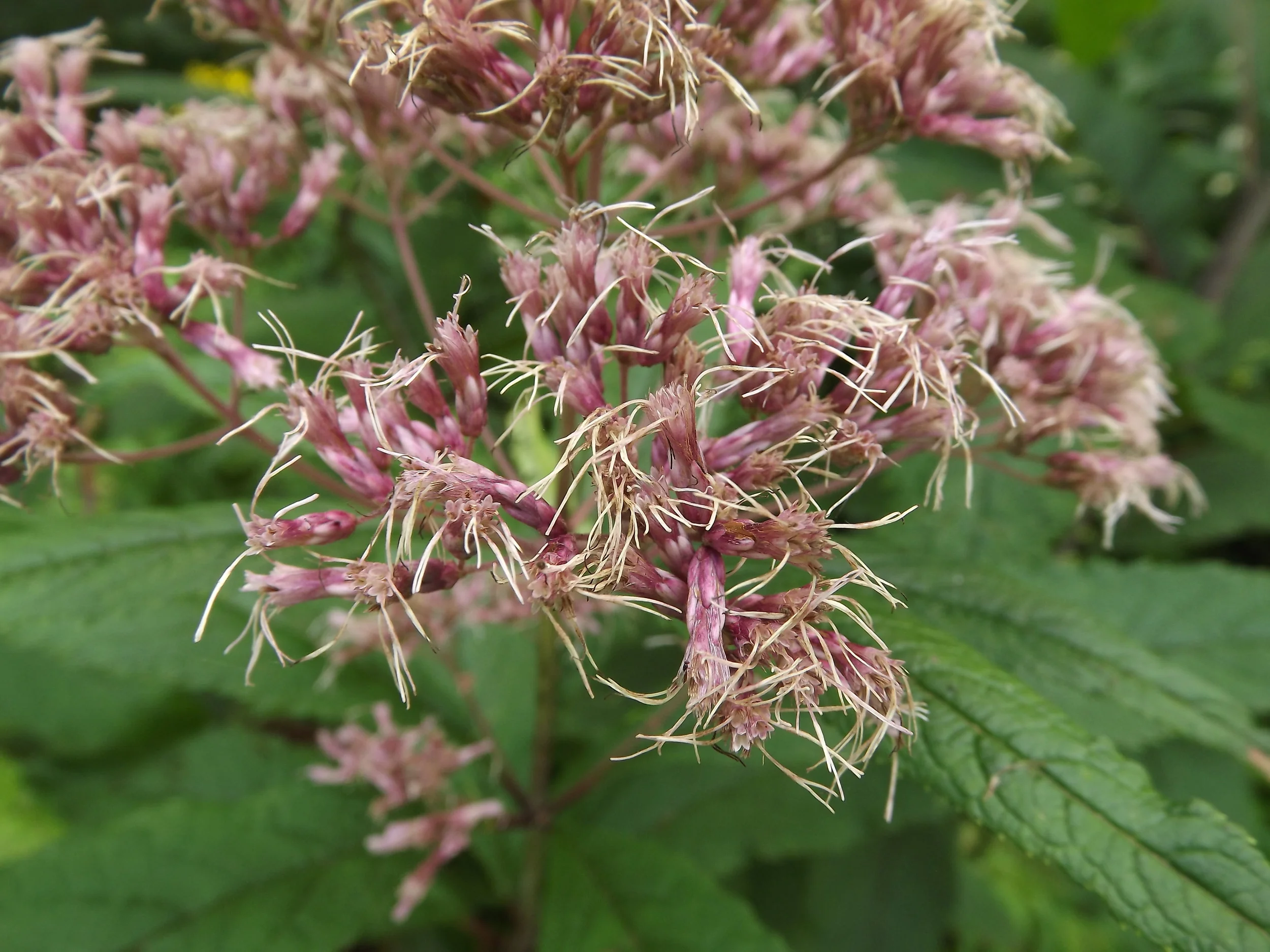 Eastern Box Turtle, Joe-pye Weed, and the Scarlet Pimpernel — Natural ...