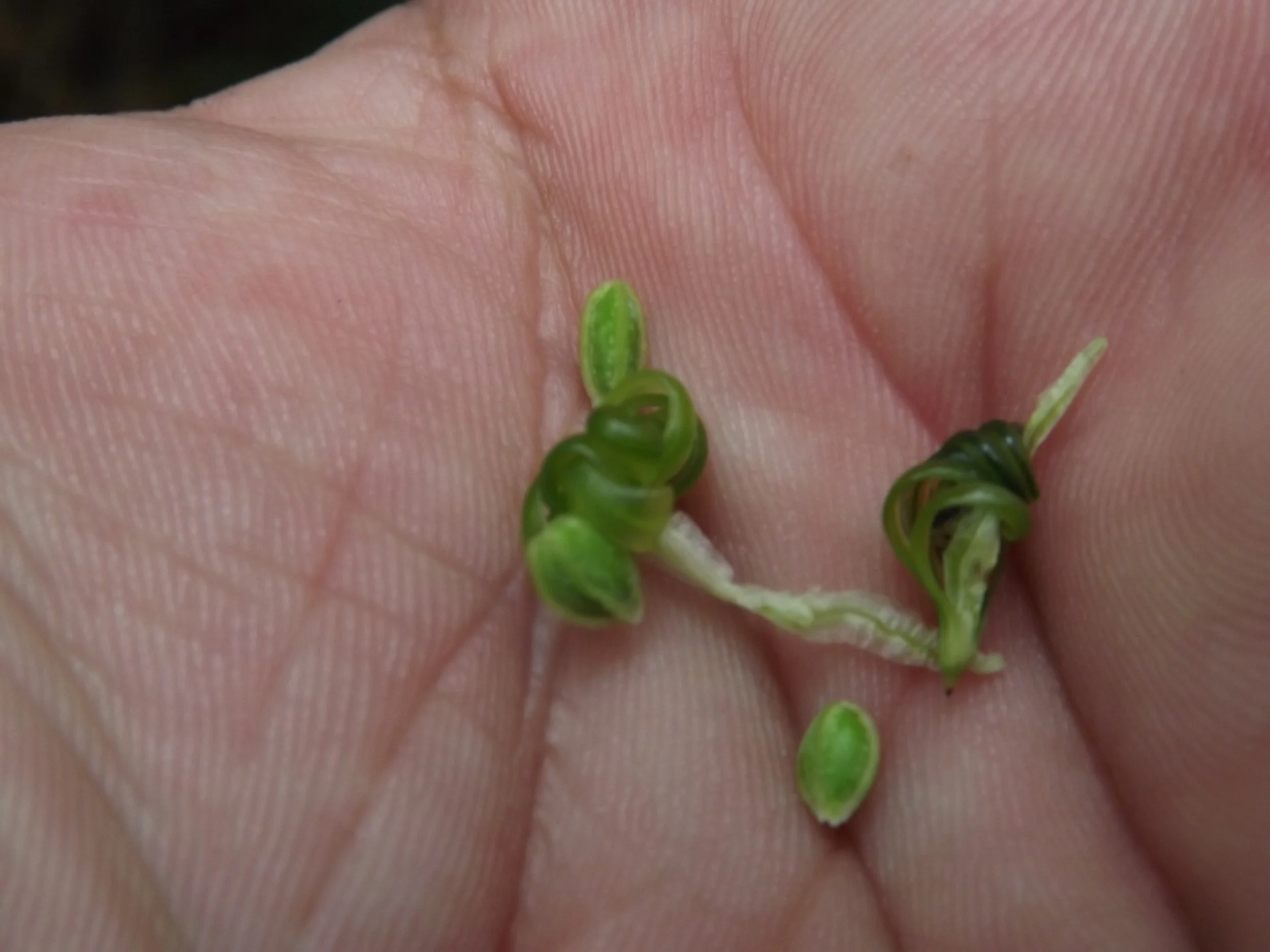 Touch Me Nots, Forget Me Nots, and another Turtlehead — Natural Sewickley