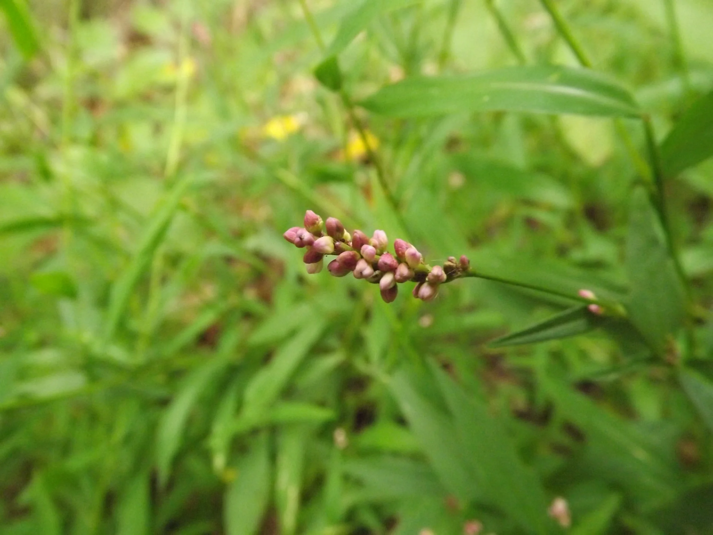 Autumn... — Natural Sewickley