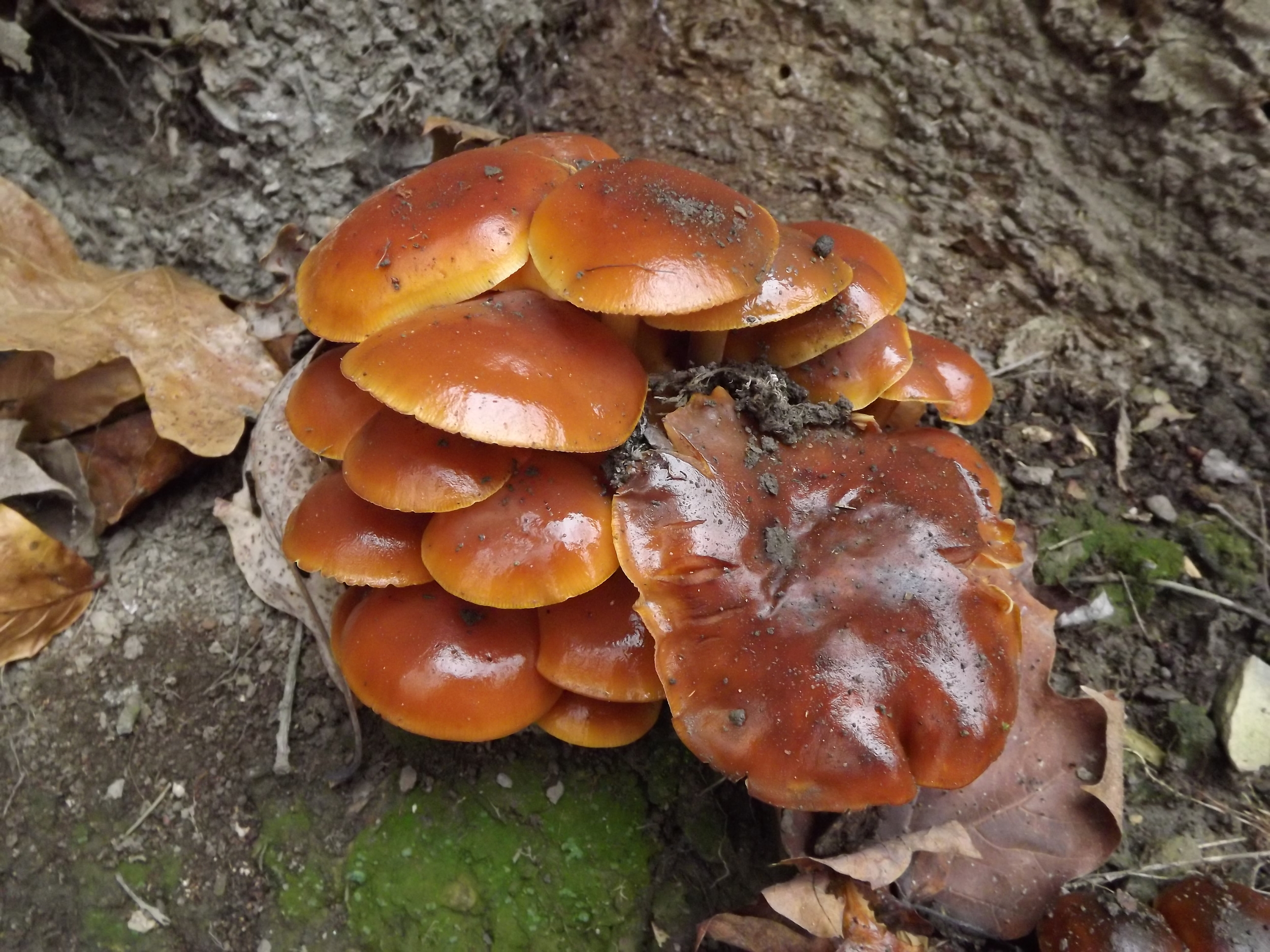 Rotten Logs... — Natural Sewickley