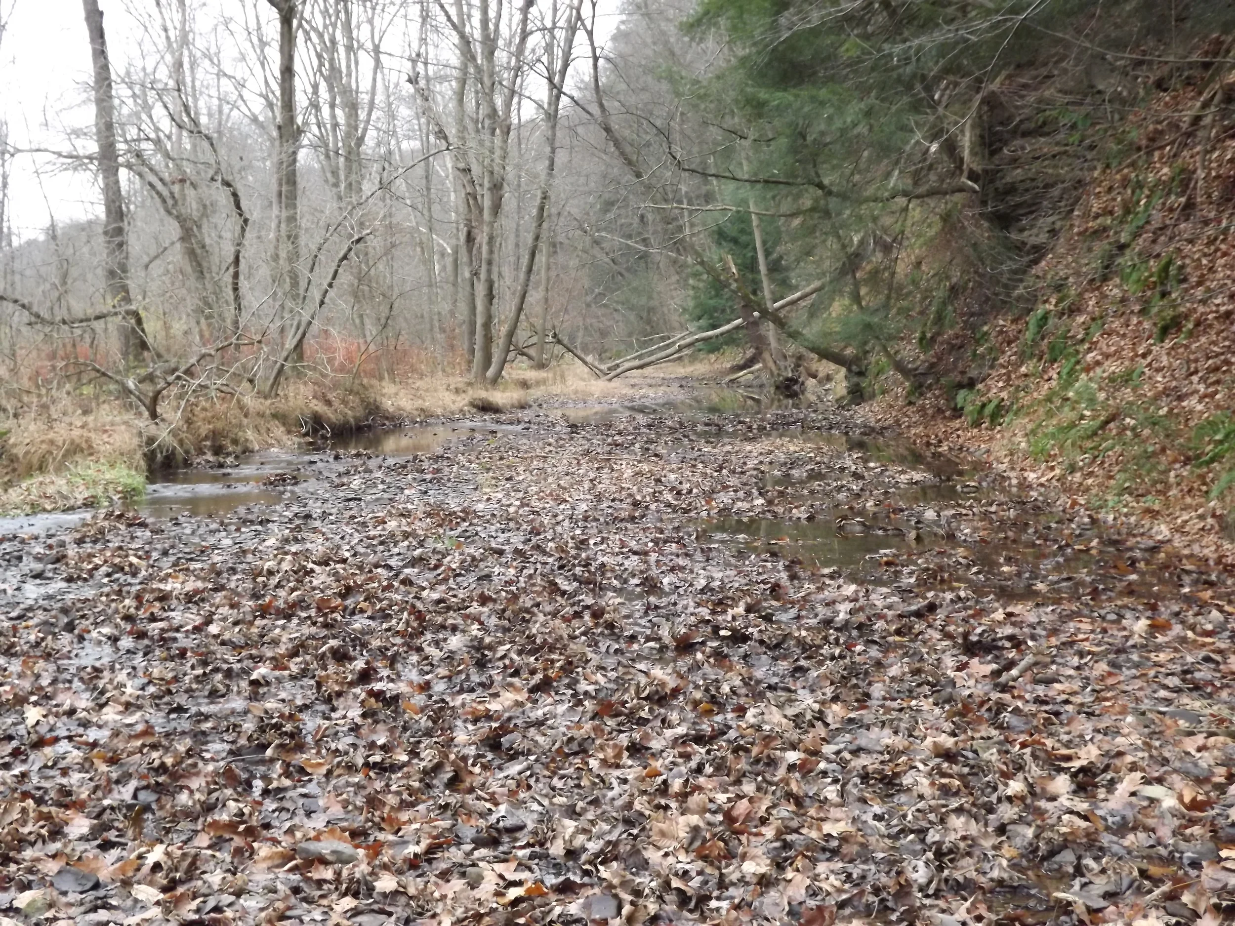 Turkeytails, a Cairn, and some Poop Eaters — Natural Sewickley