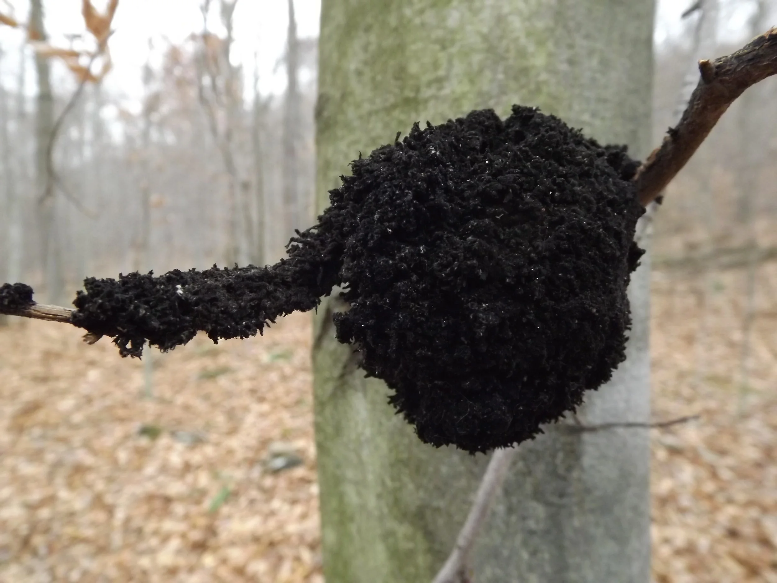Turkeytails, a Cairn, and some Poop Eaters — Natural Sewickley