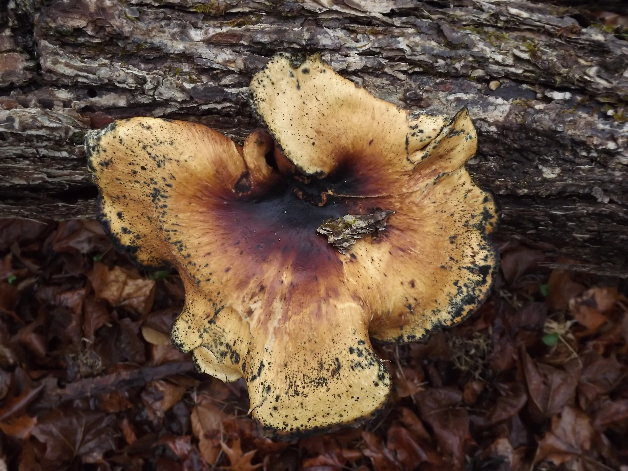 A Grey Day up at the Park — Natural Sewickley