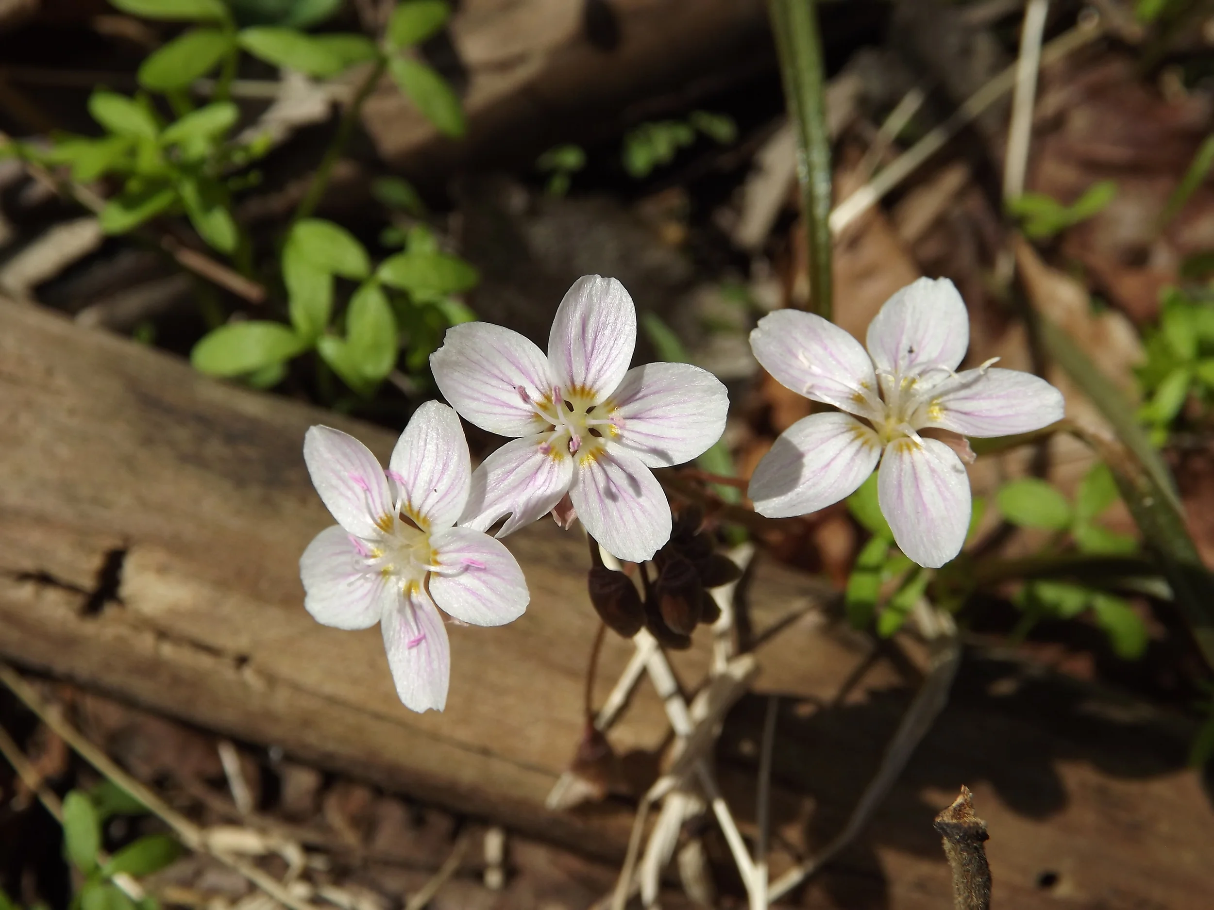 Early Spring Flowers — Natural Sewickley
