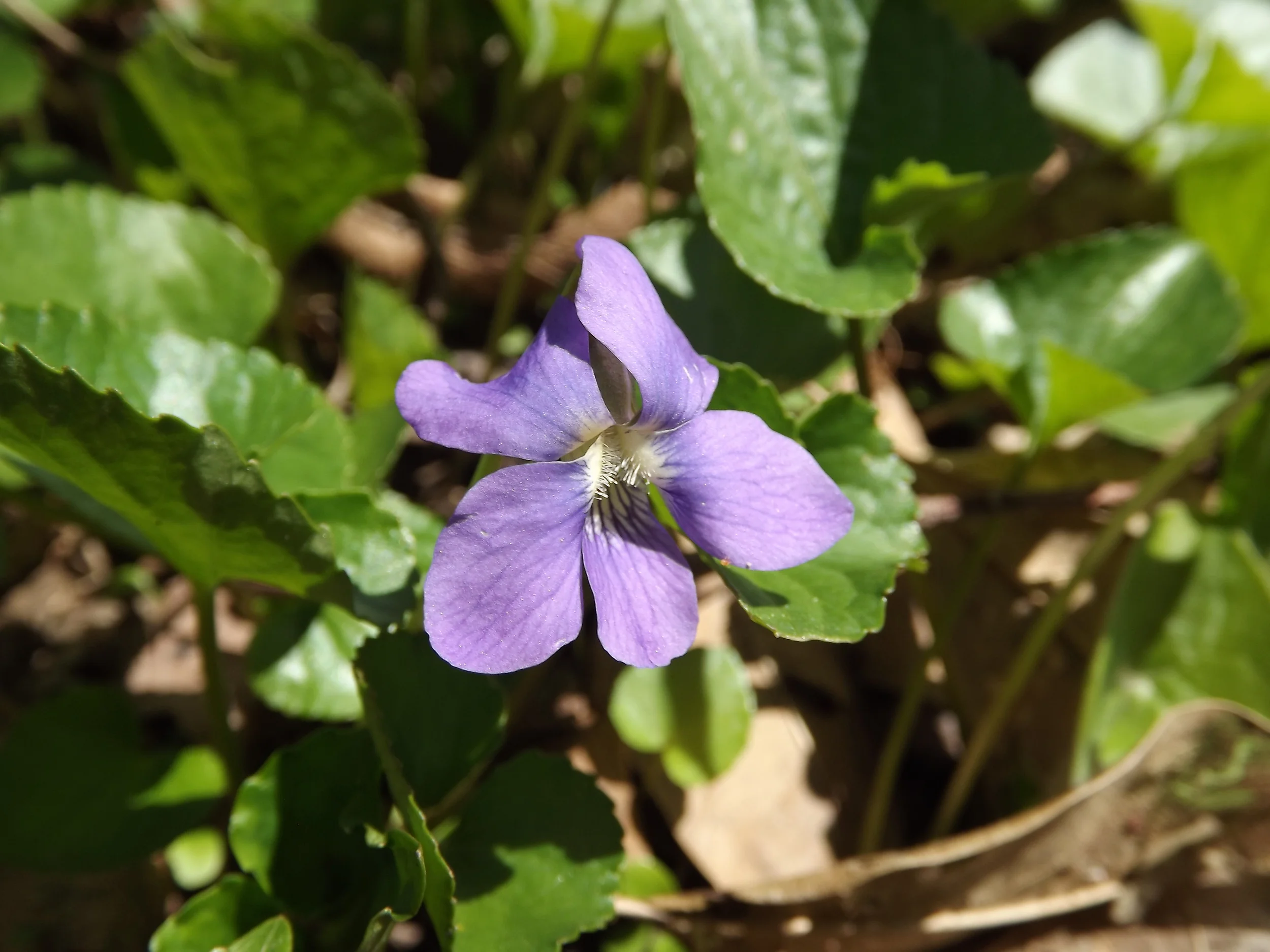 Great Weekend at Moraine State Park — Natural Sewickley