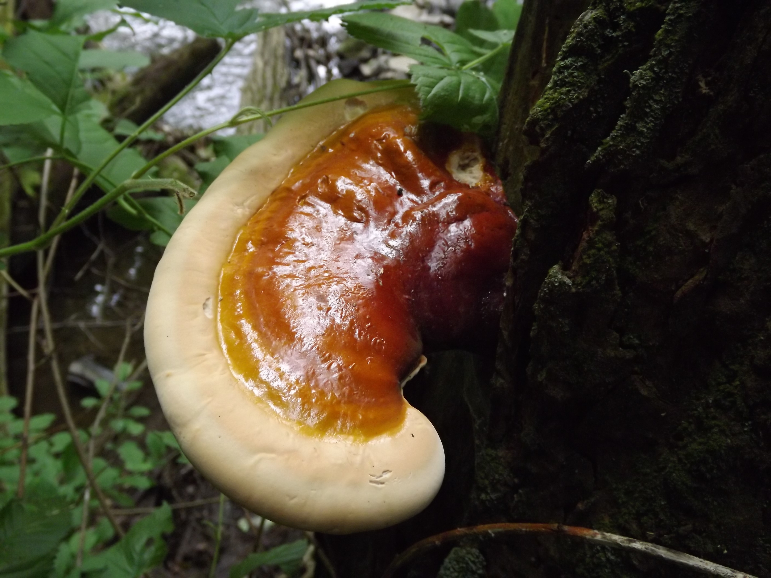 June Hikes — Natural Sewickley