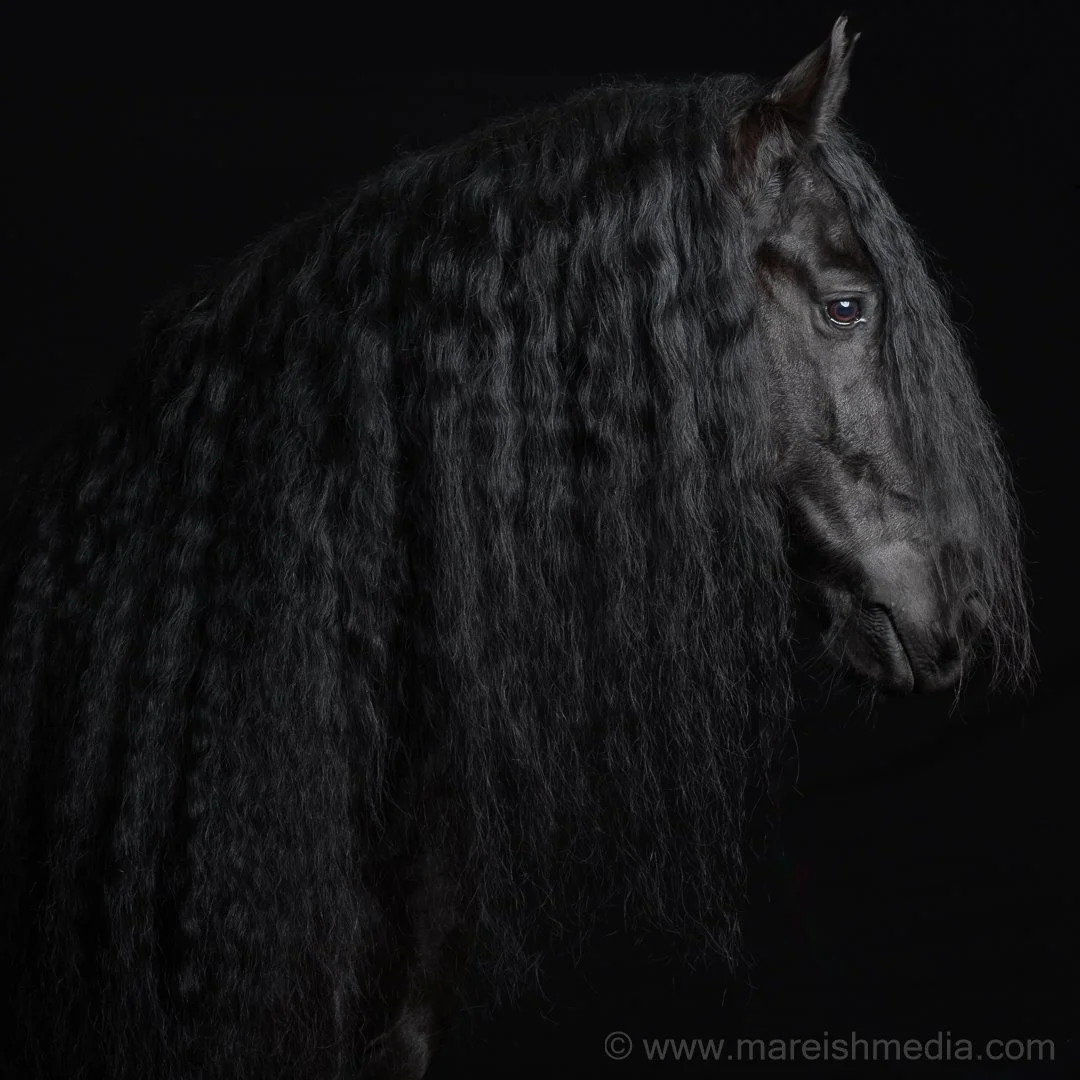 Meet Sandra's New Equine Partner...Nico the Friesian! — Sandra Beaulieu