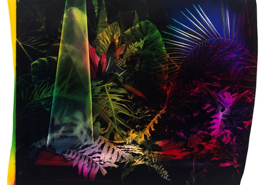 Senescence — Chloe Sells