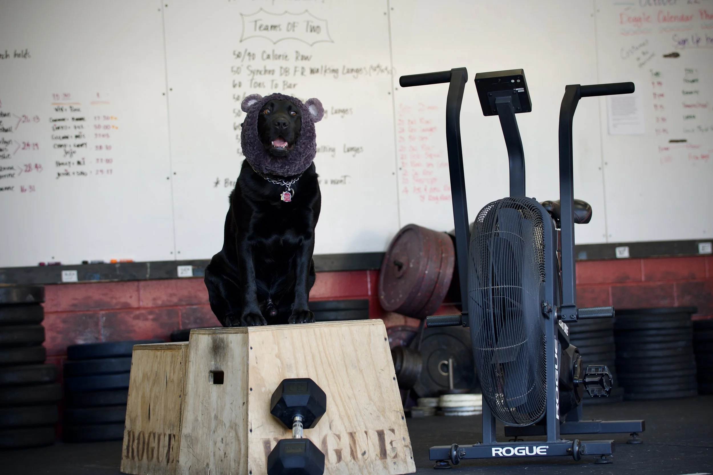 Dog Calendars! — CrossFit Santa Cruz Central - Serving Santa Cruz ...