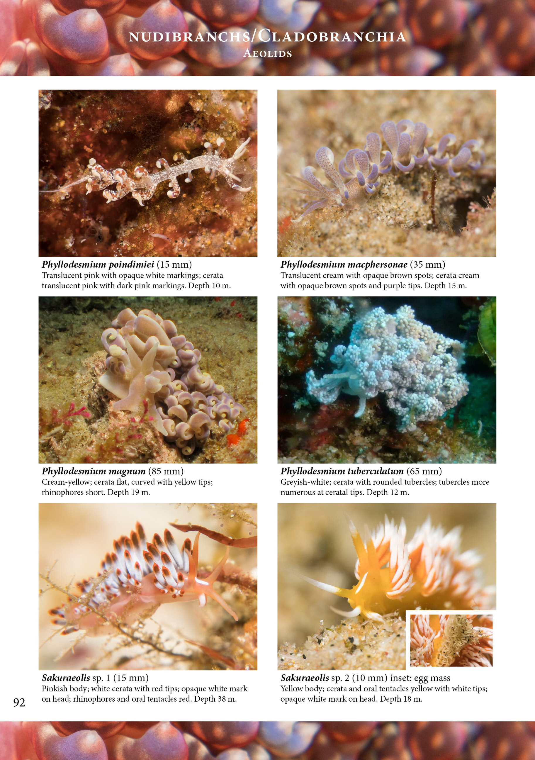 Life Cycle Of A Nudibranch