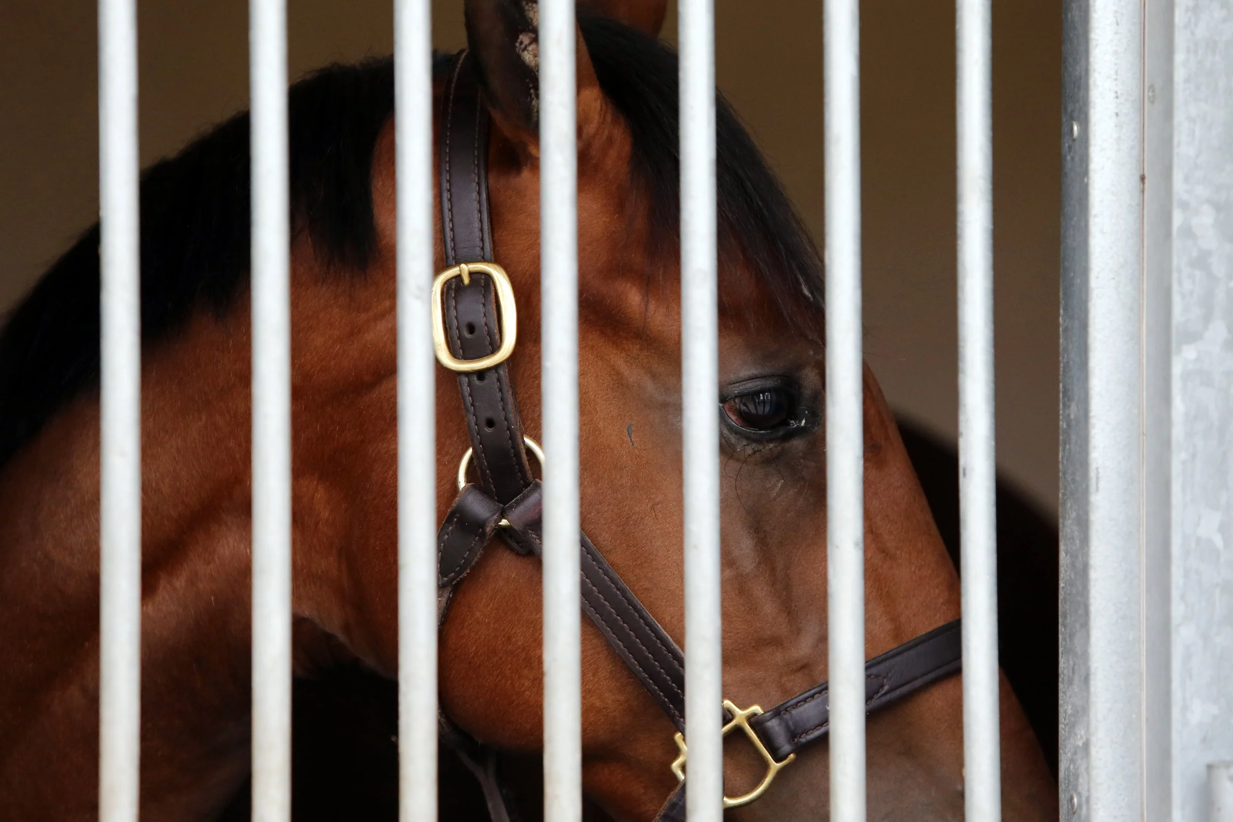Understanding and treating depression in horses | Trainer Magazine ...