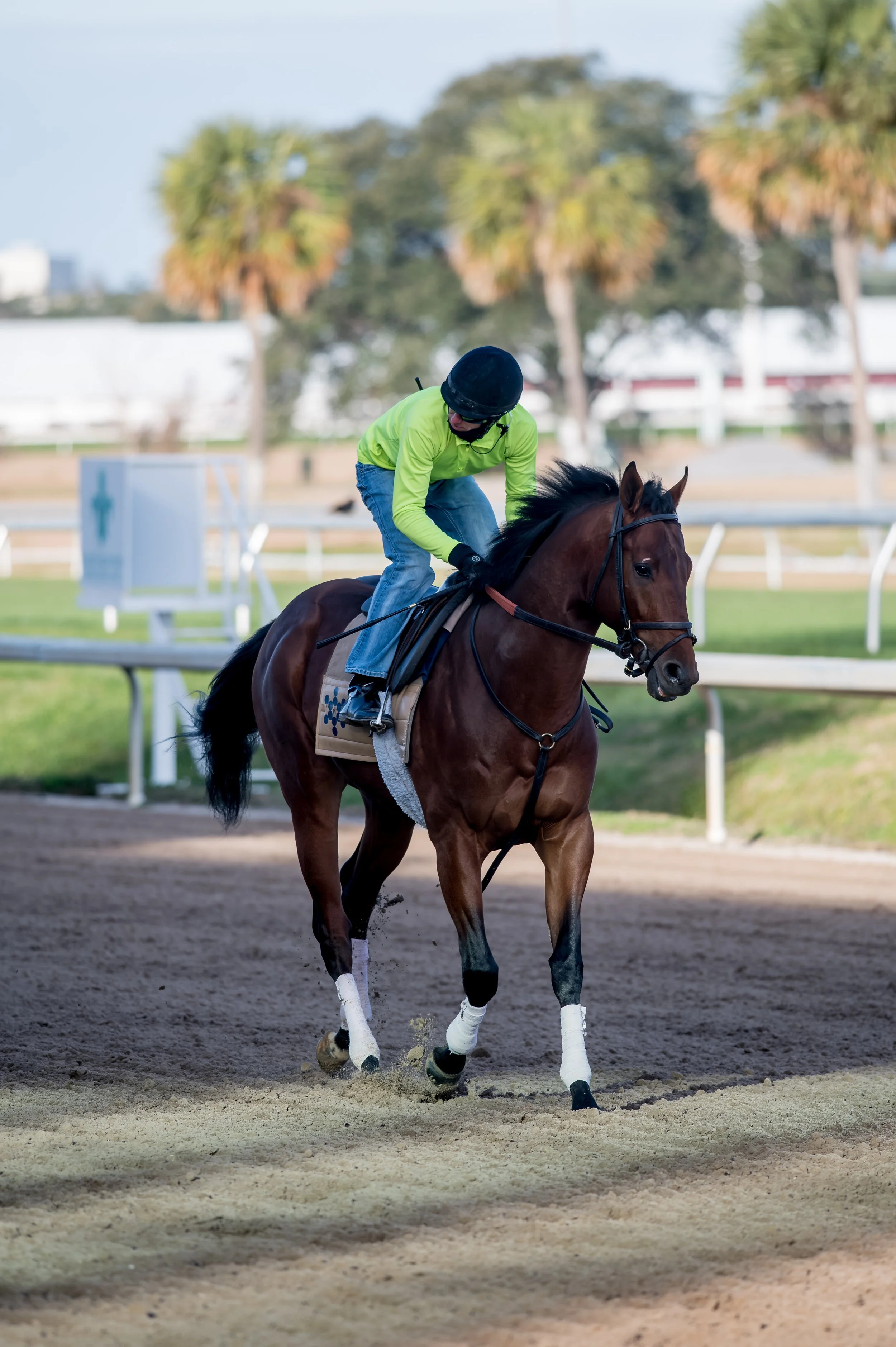 Whit Beckman trainer of Belmont Stakes contender - Honor Marie ...