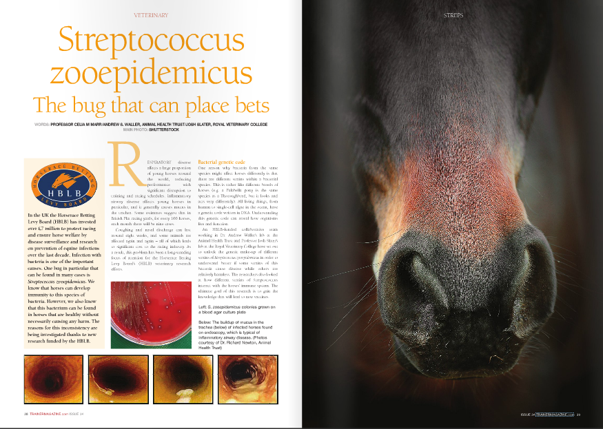 Streptococcus | Trainer Magazine | North American Article Index