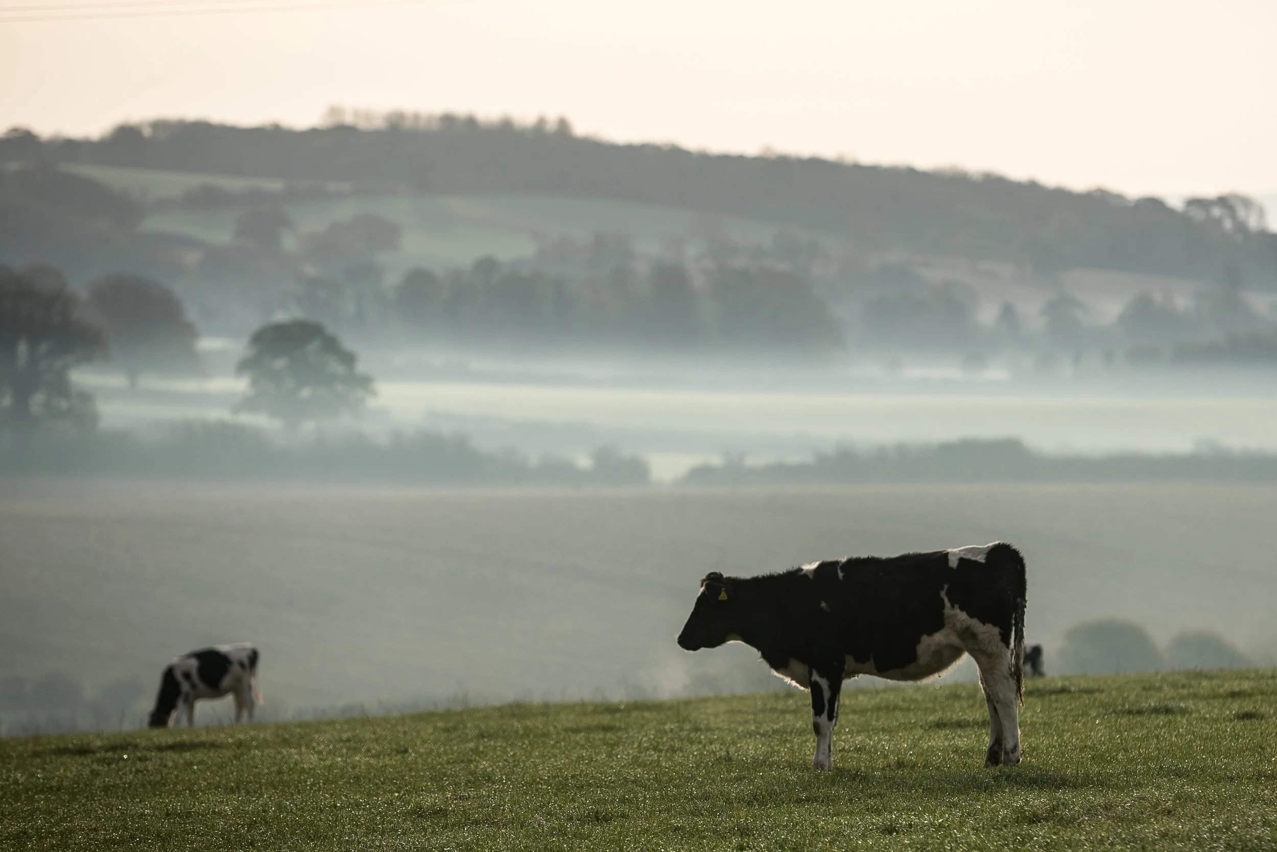 Trainer Profile: Colin Tizzard | Trainer Magazine | European Trainer ...