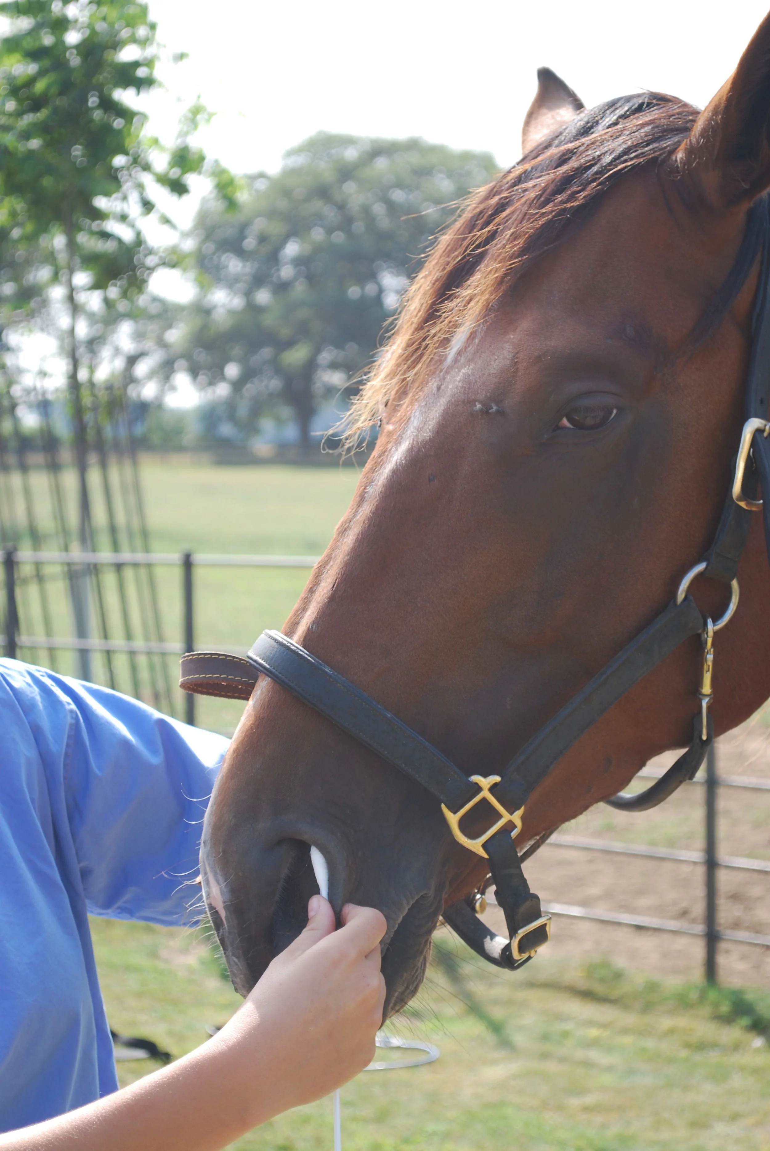 Equine Herpes Virus-1: An elusive target | Trainer Magazine | North ...