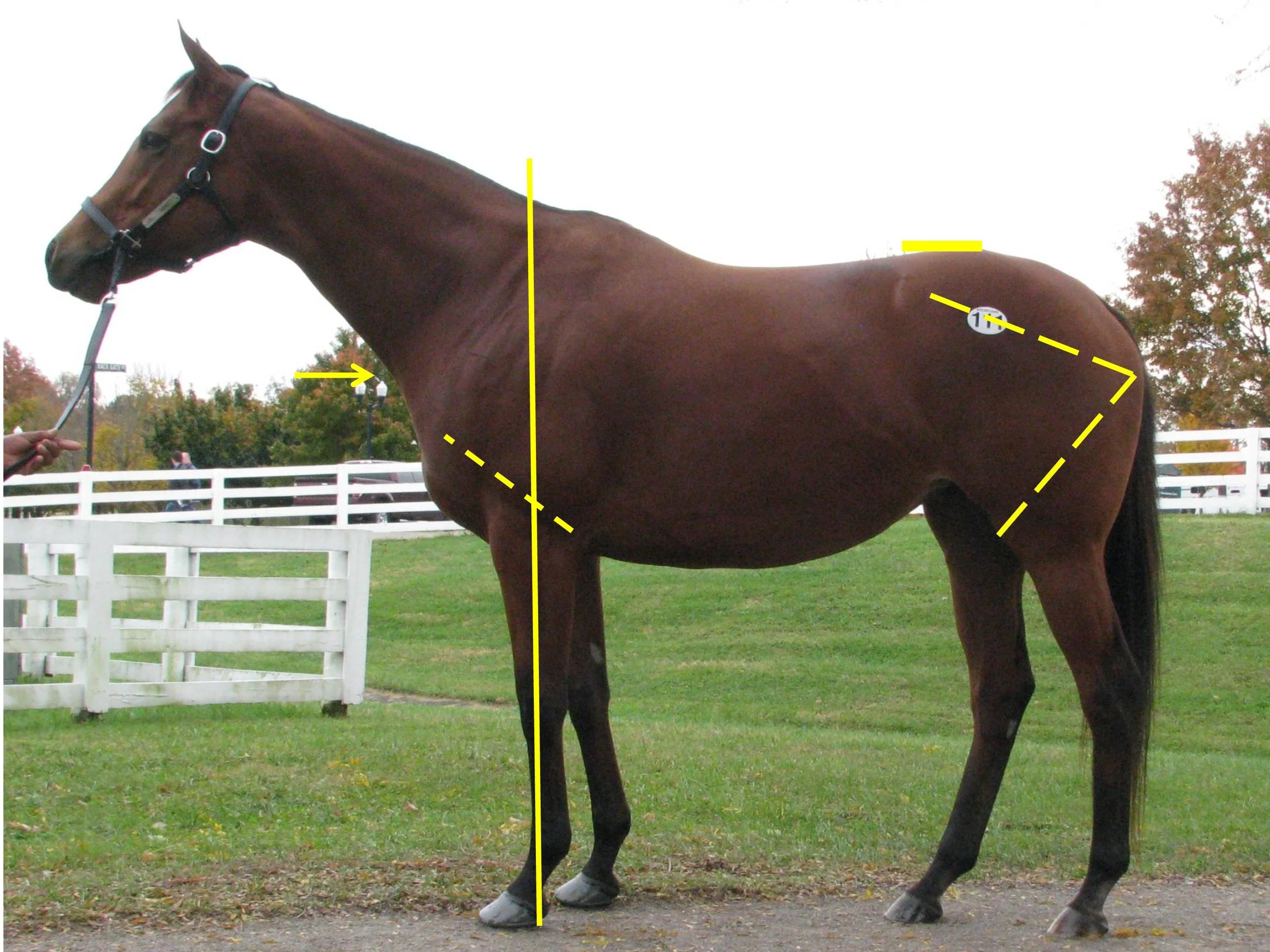 Strange Horse Conformation