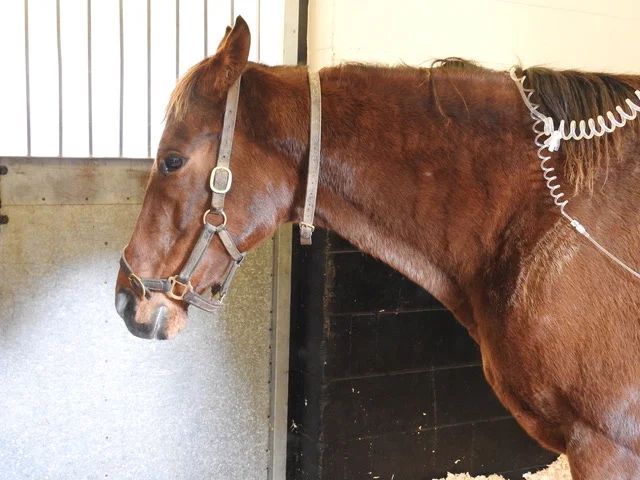 Equine Pain: how can we recognise it and which painkiller should we use ...