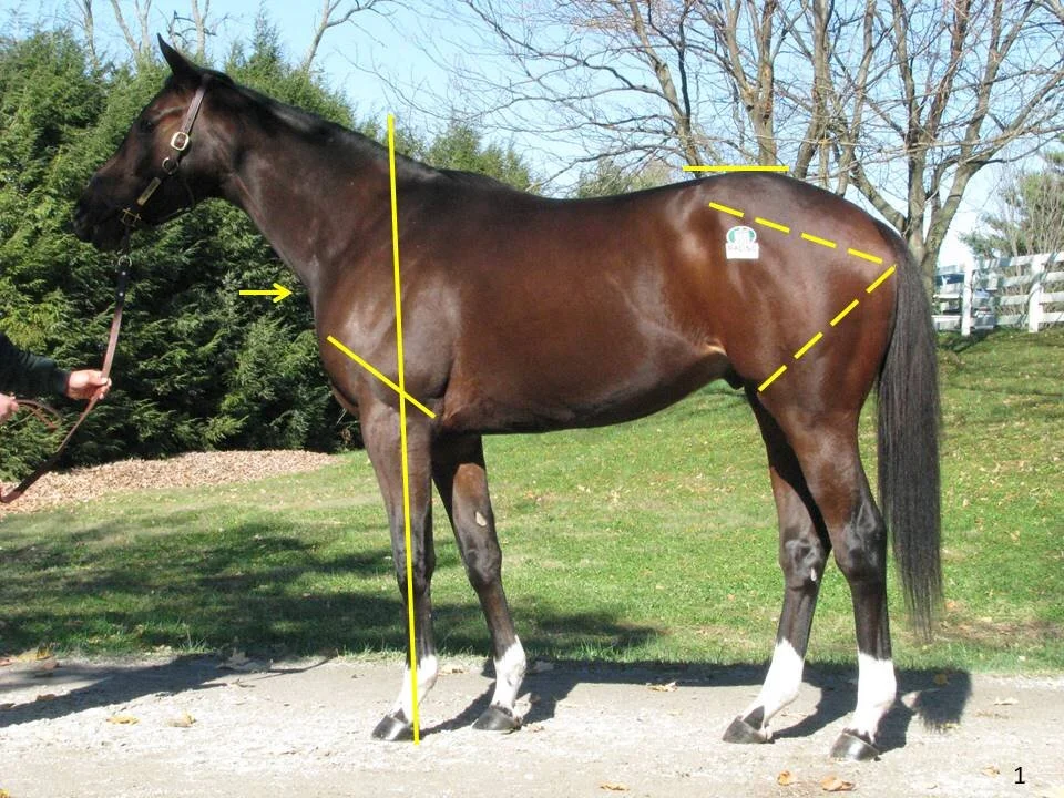 Factors for racing ability and sustainability | Trainer Magazine ...