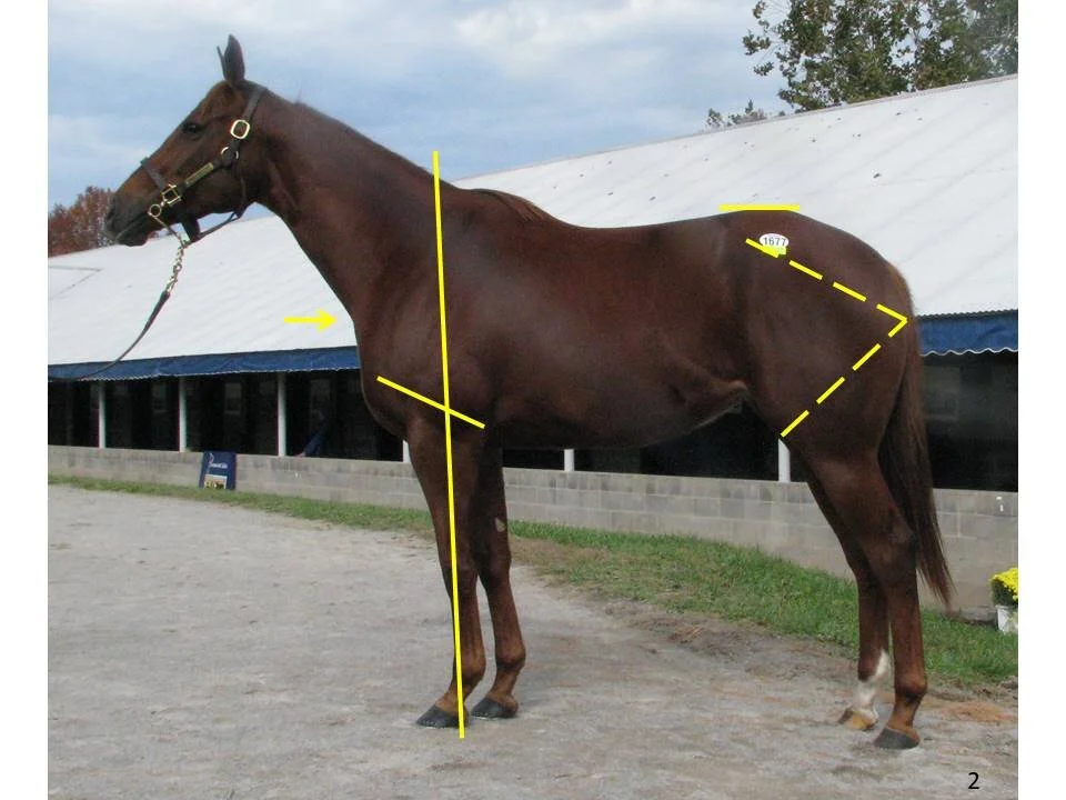 Factors for racing ability and sustainability | Trainer Magazine ...