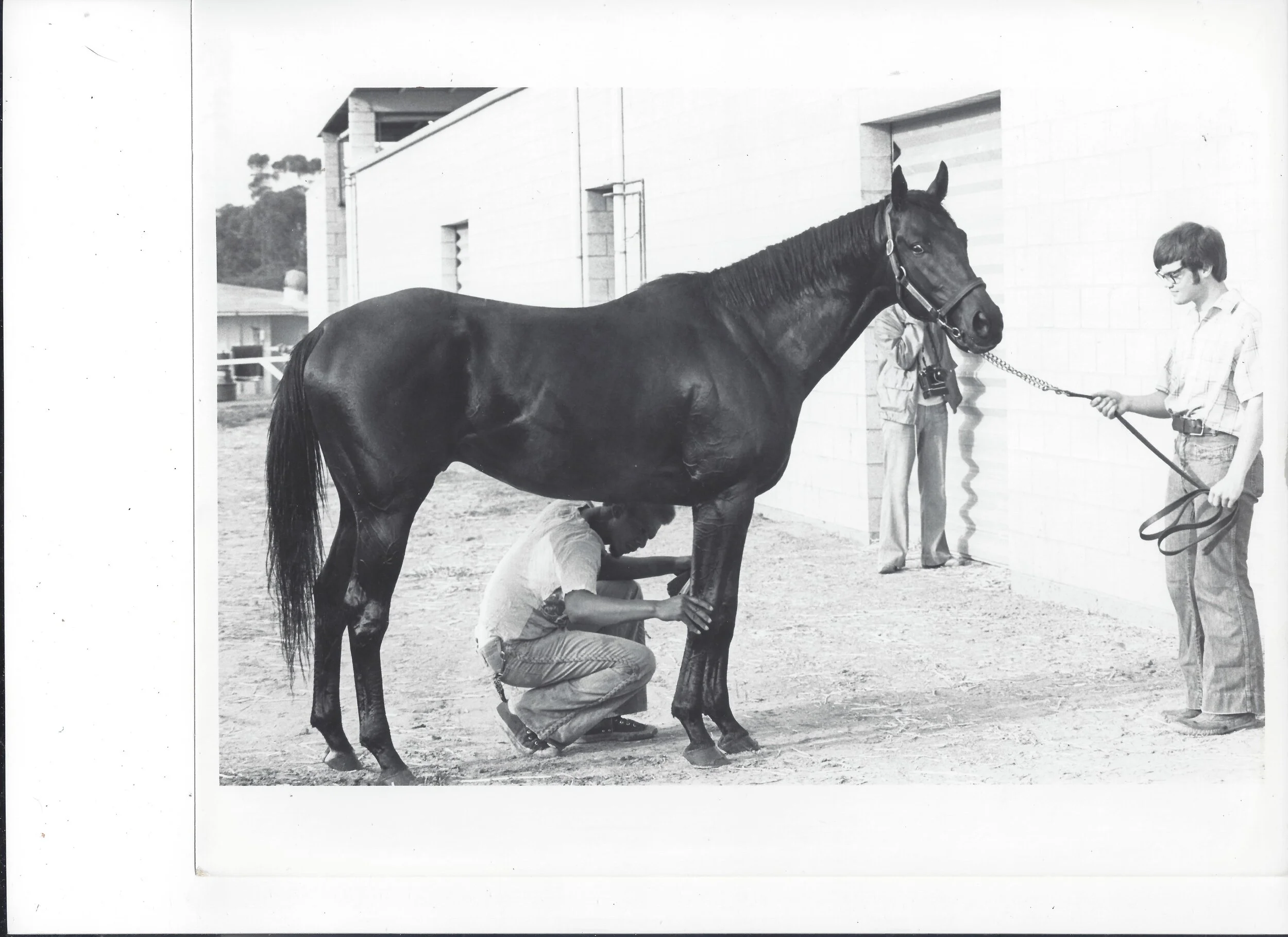 Remembering - Seattle Slew - 1977 Triple Crown winner | Trainer ...