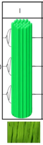 Bowed tendons - different treatment options - new ultrasound technology ...