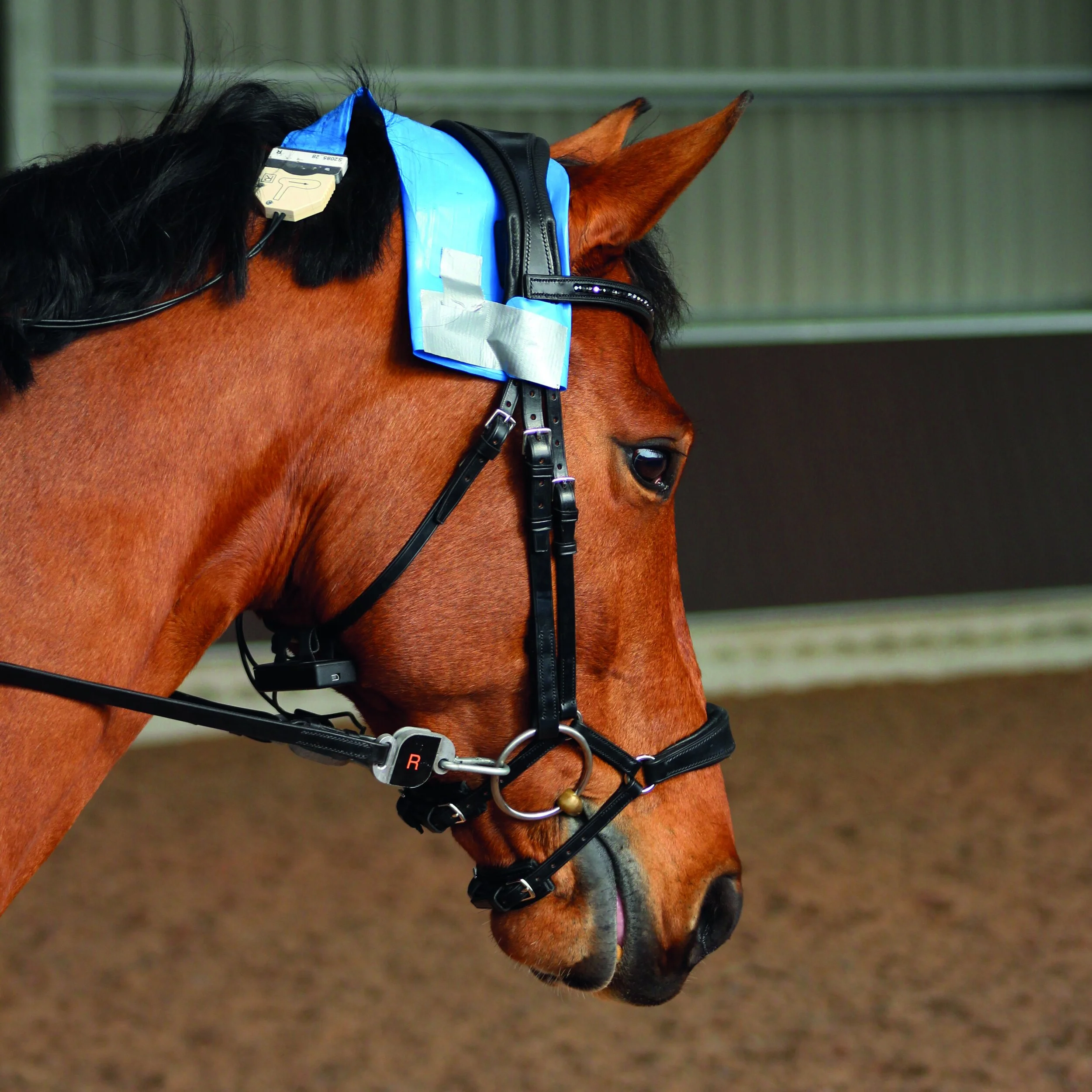 On the bridle - scientific research uncovers performance advantages of ...