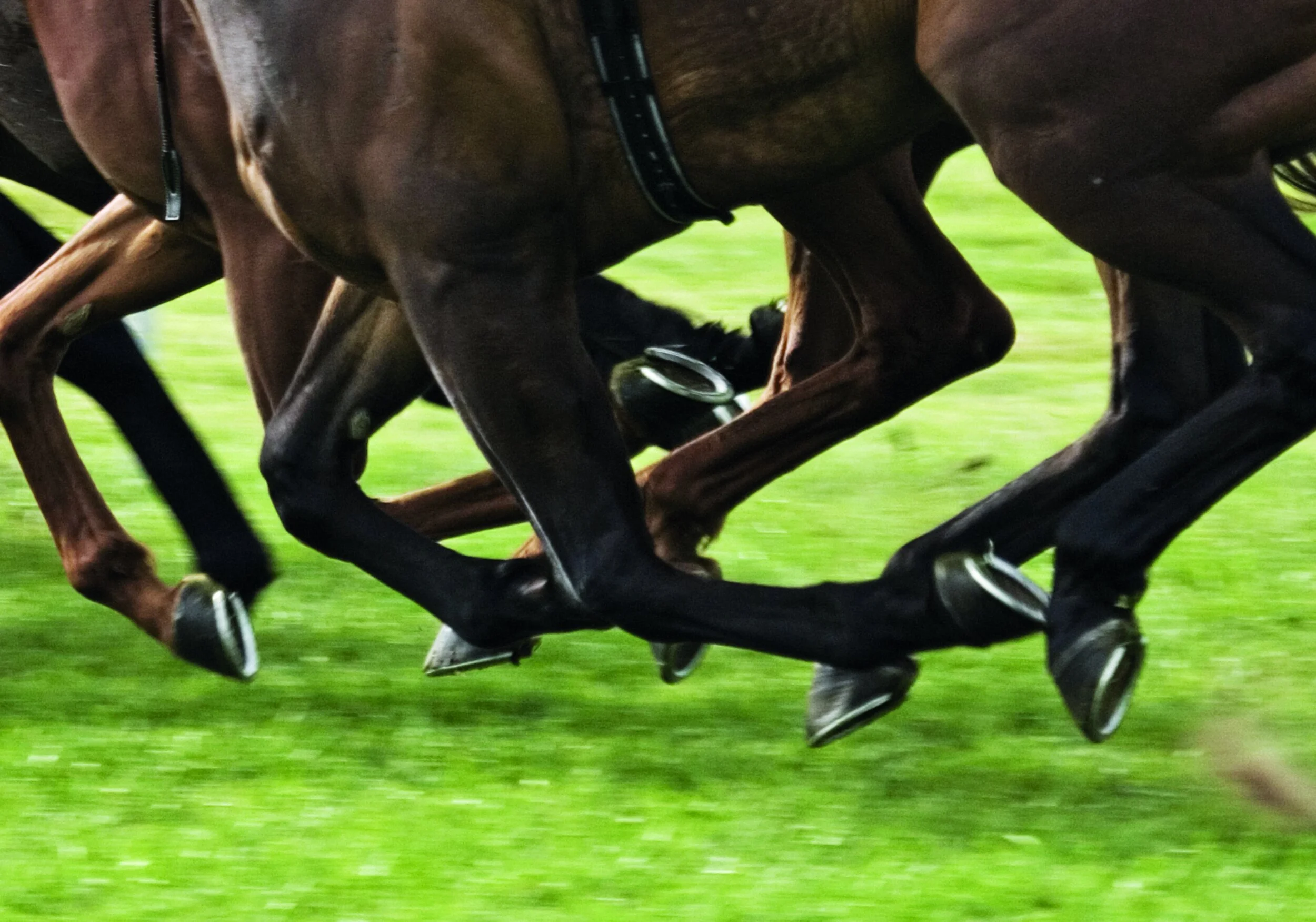 Minimizing serious fractures of the racehorse fetlock | Trainer ...