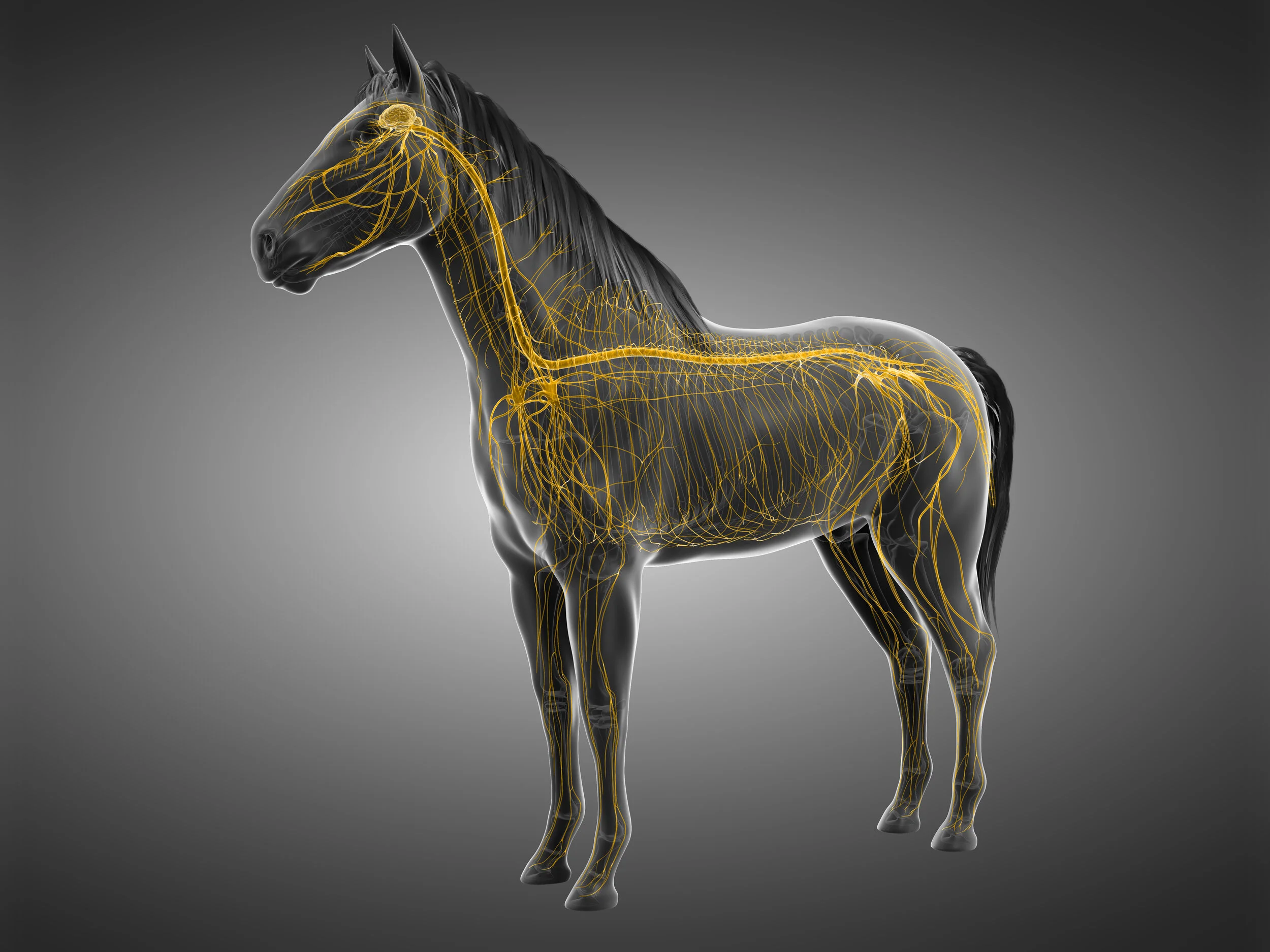 The dominant limb - can we train a completely symmetrical horse ...