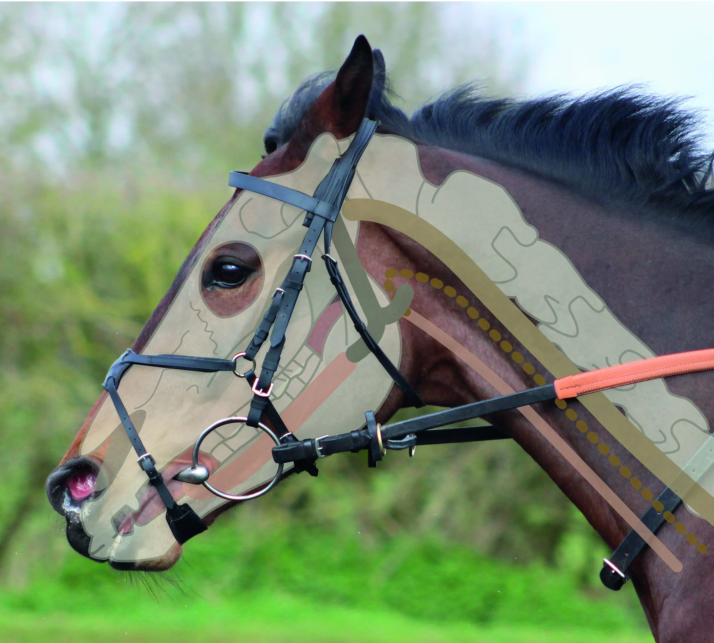 On the bridle - Scientific research uncovers the performance advantages ...