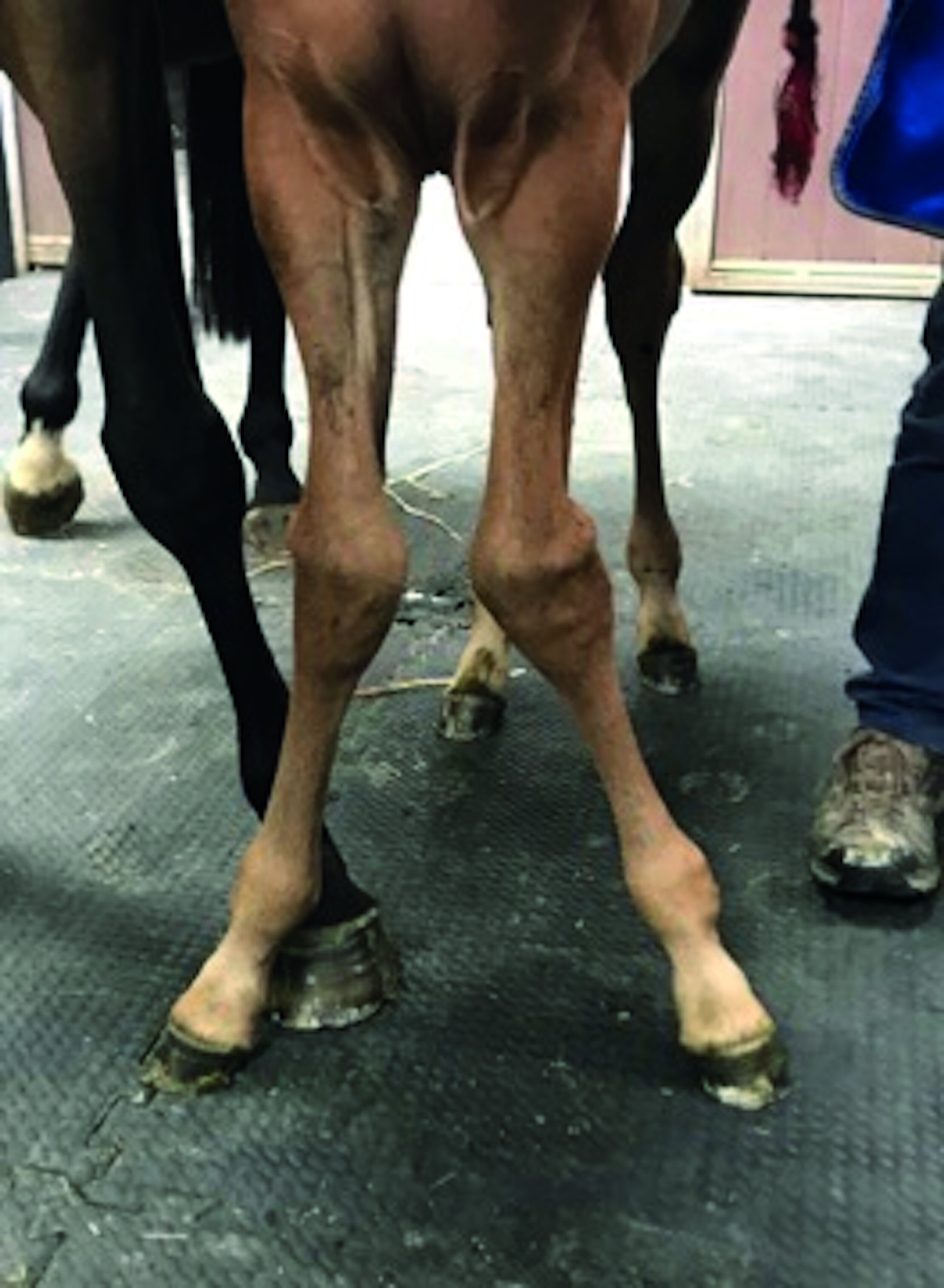 Orthopaedic problems in young Thoroughbreds | Trainer Magazine | North ...