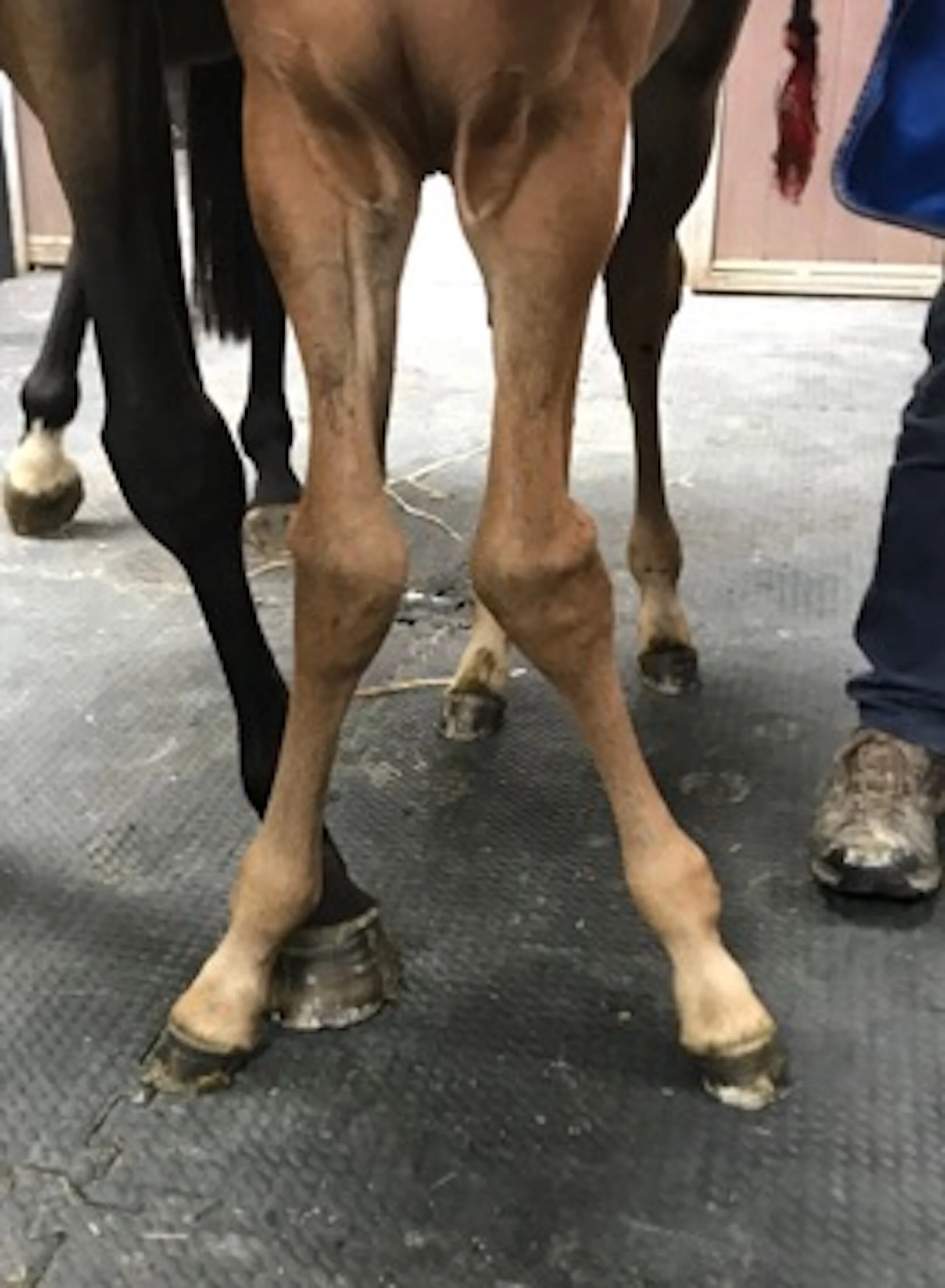 Orthopaedic problems in young Thoroughbreds | Trainer Magazine ...