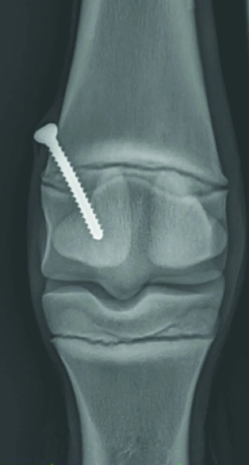 Orthopaedic problems in young Thoroughbreds | Trainer Magazine ...